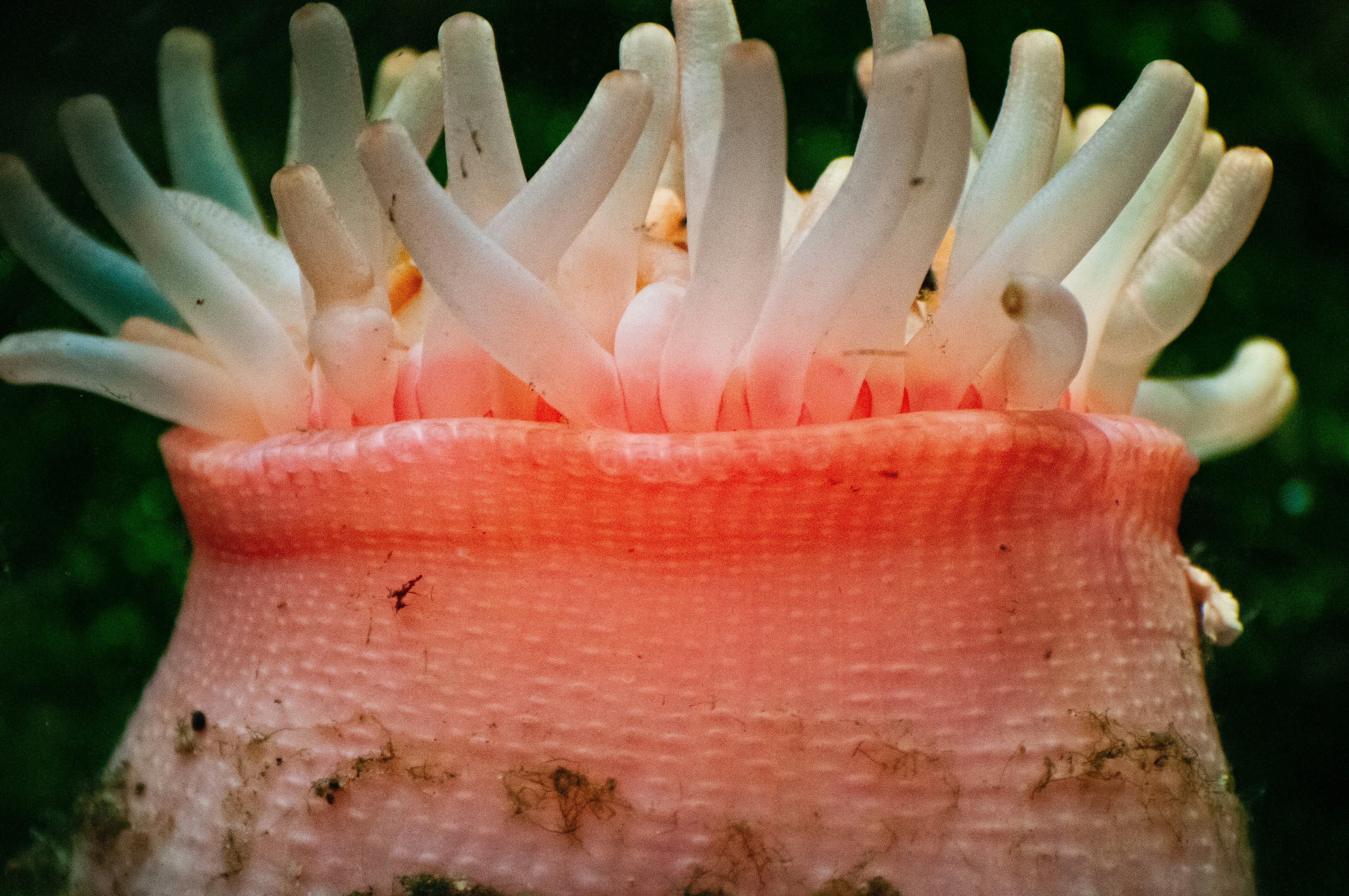 Neon Pink Stalk Crowned by Ivory Tentacles — Macro of a Coral-Like Growth