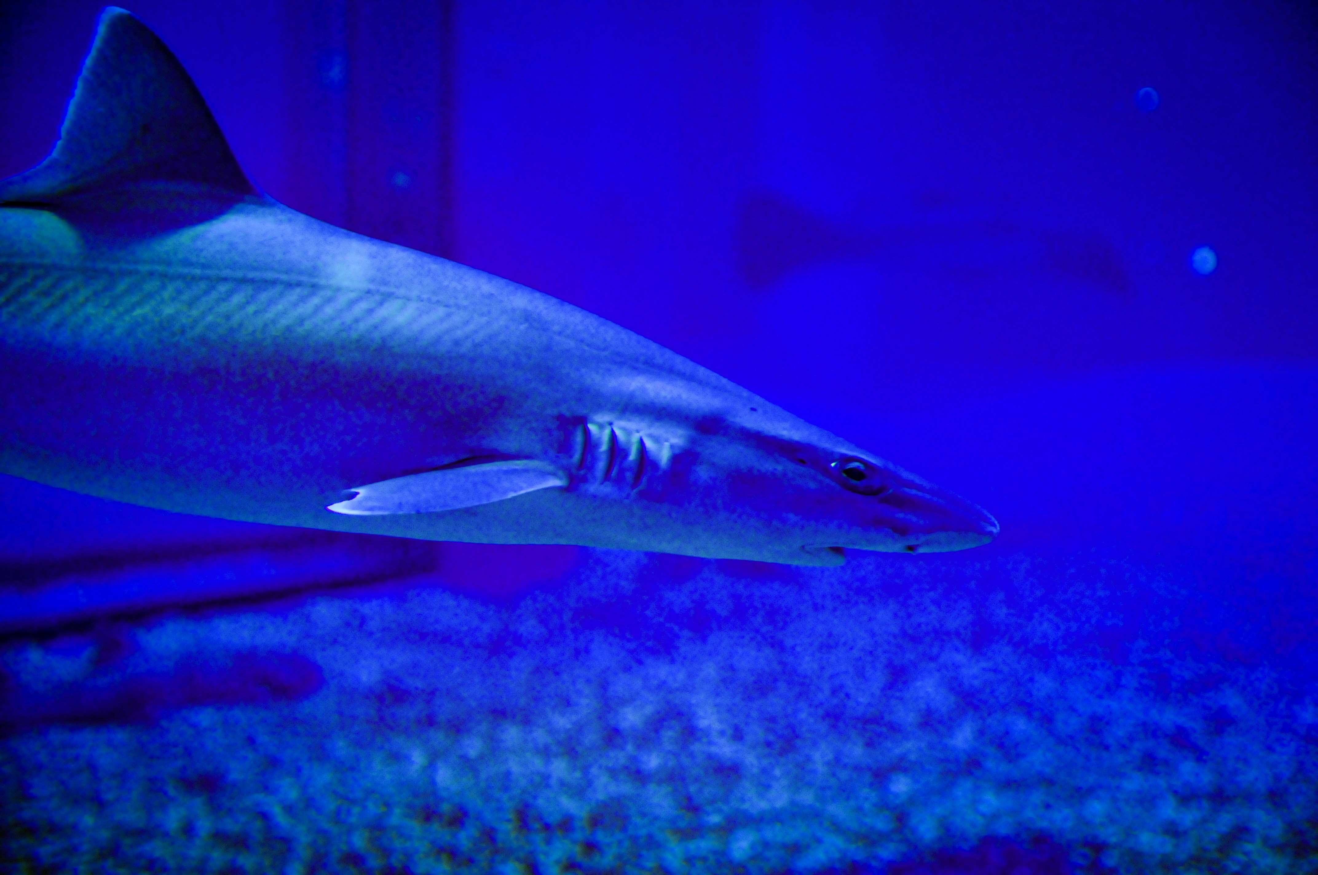 Blue-tinted Barracuda-like Silhouette gliding through an aquarium
