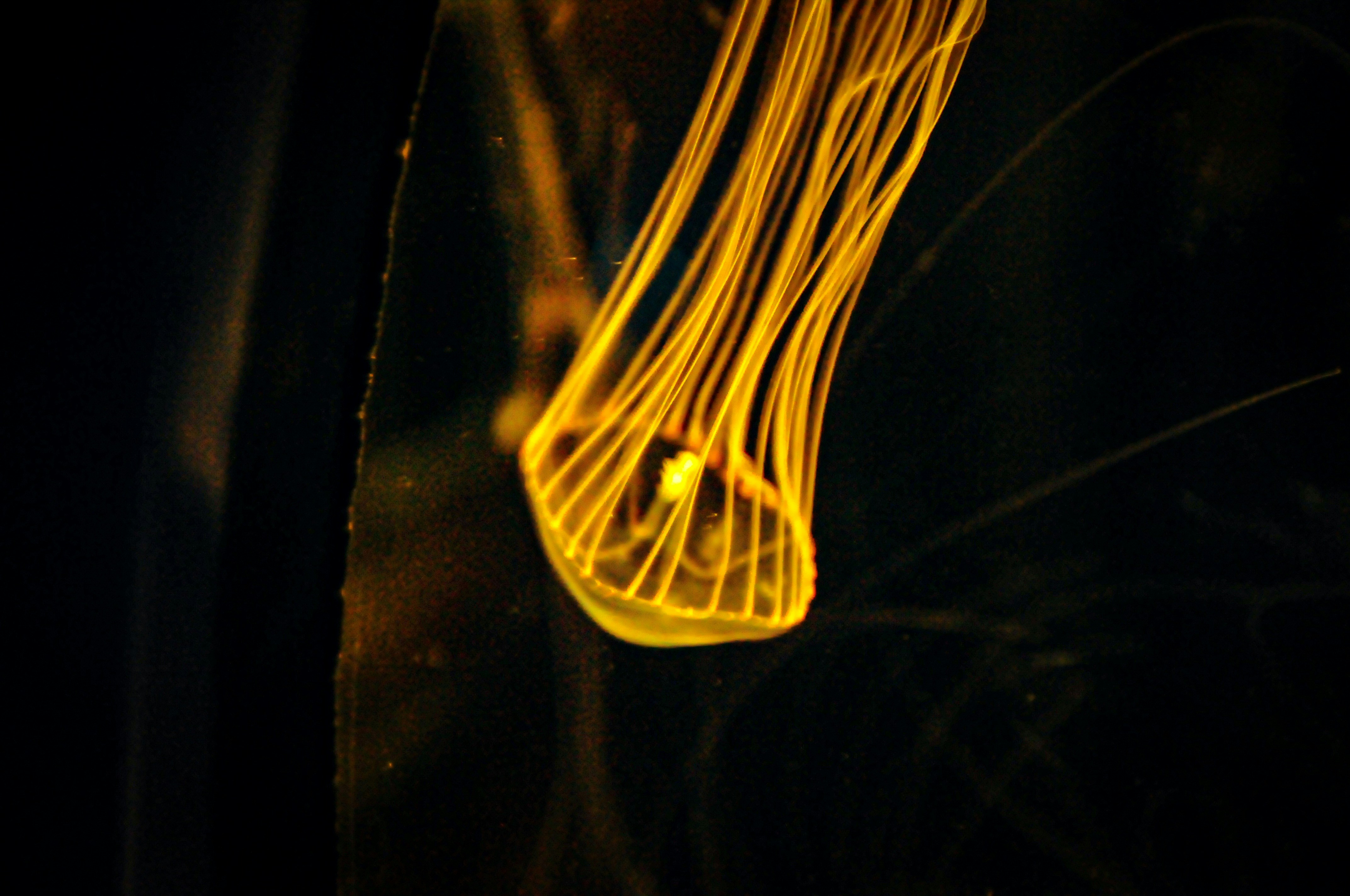Amber Helix in Velvet Darkness: Close-Up of a Lone Edison Filament