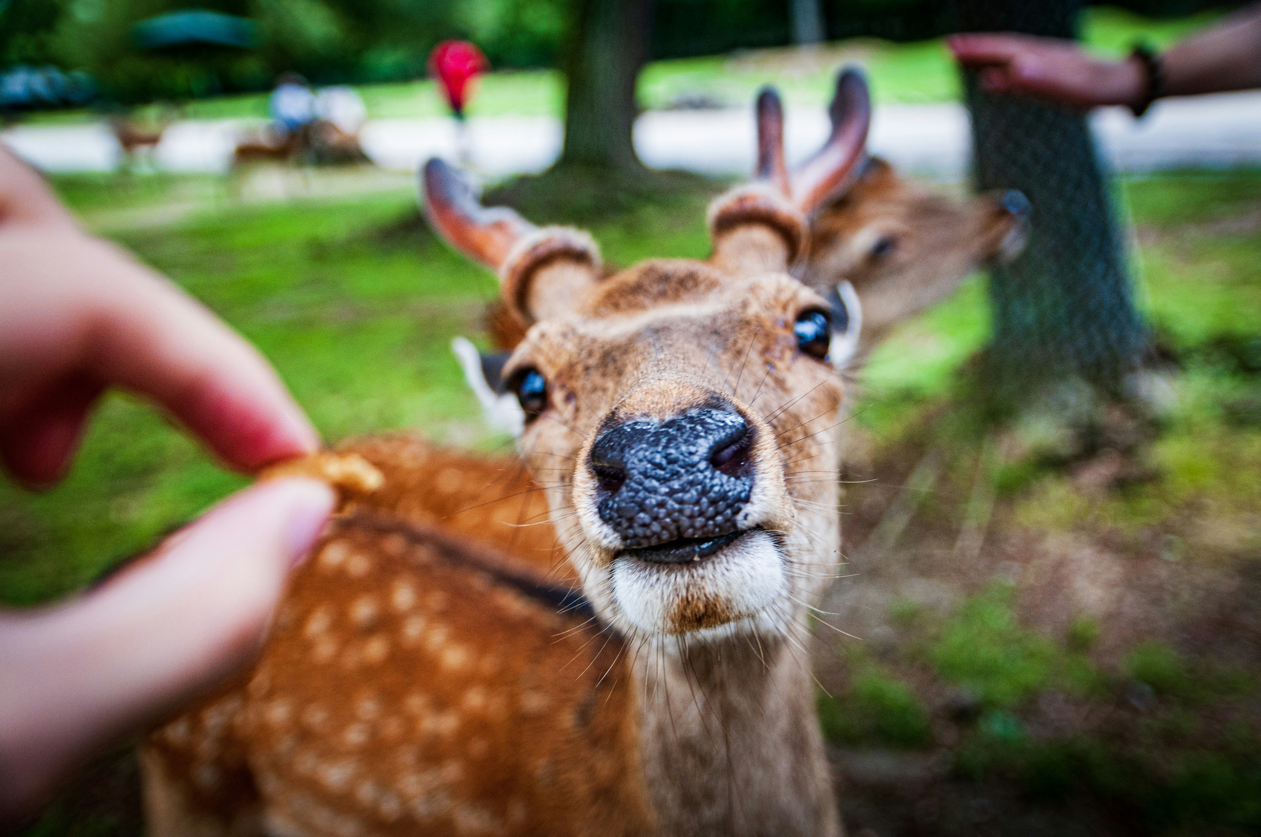 a close up of a person feeding a deer