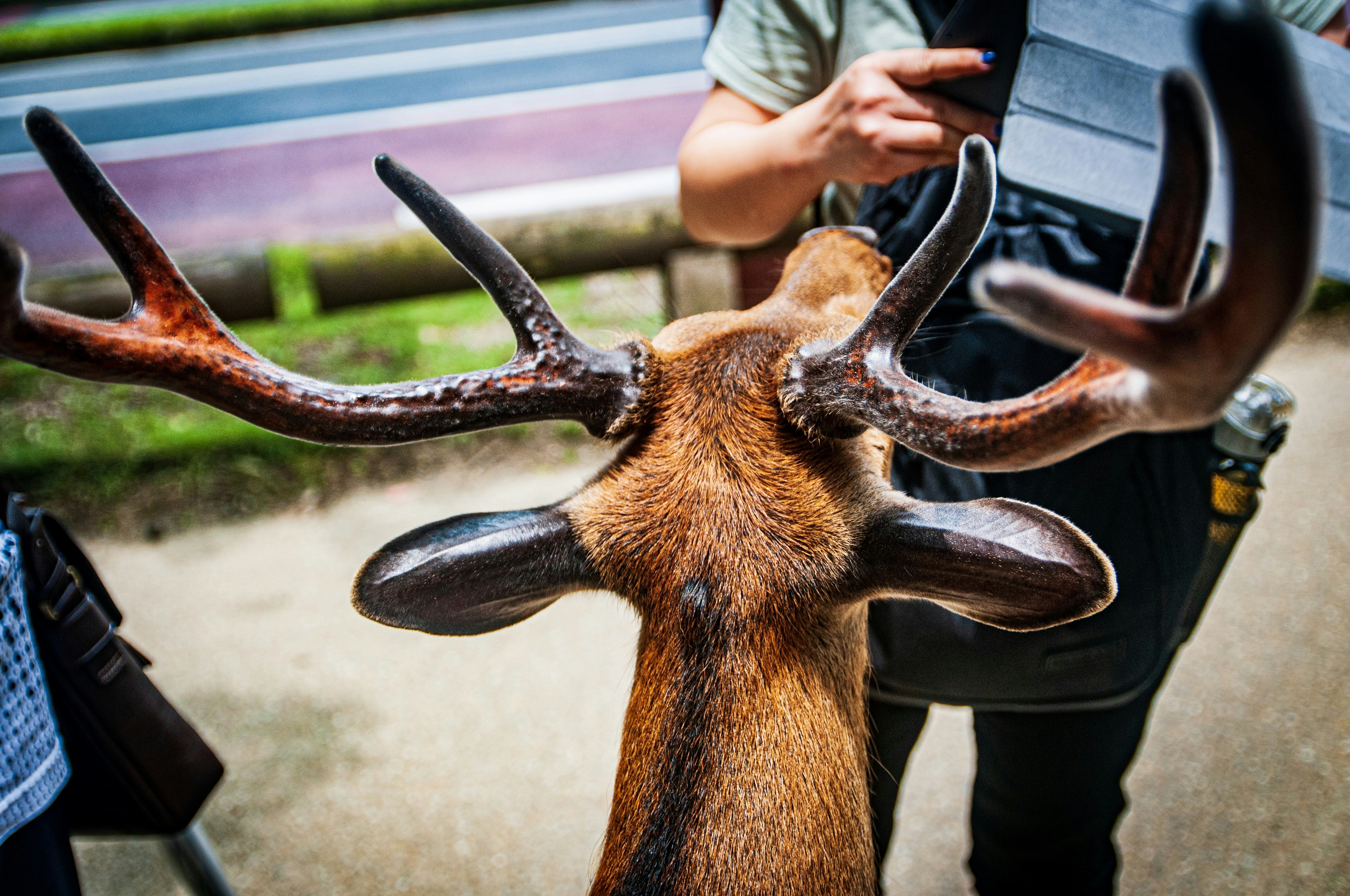 Antlers in Focus from Behind: A Deer Meets a Gentle Handler