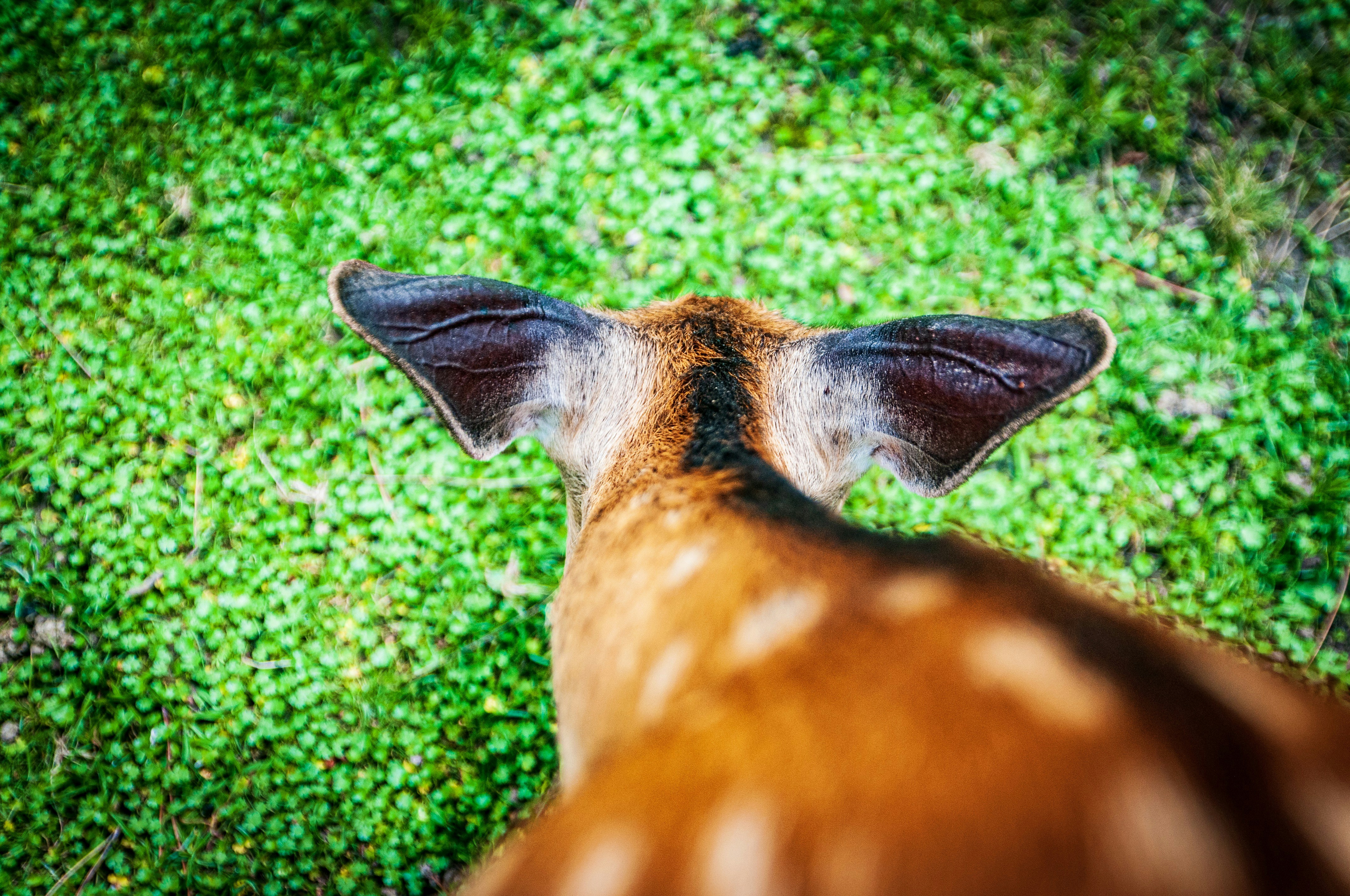 Copper Ears Against Emerald Grass: A Back-View Canine Portrait