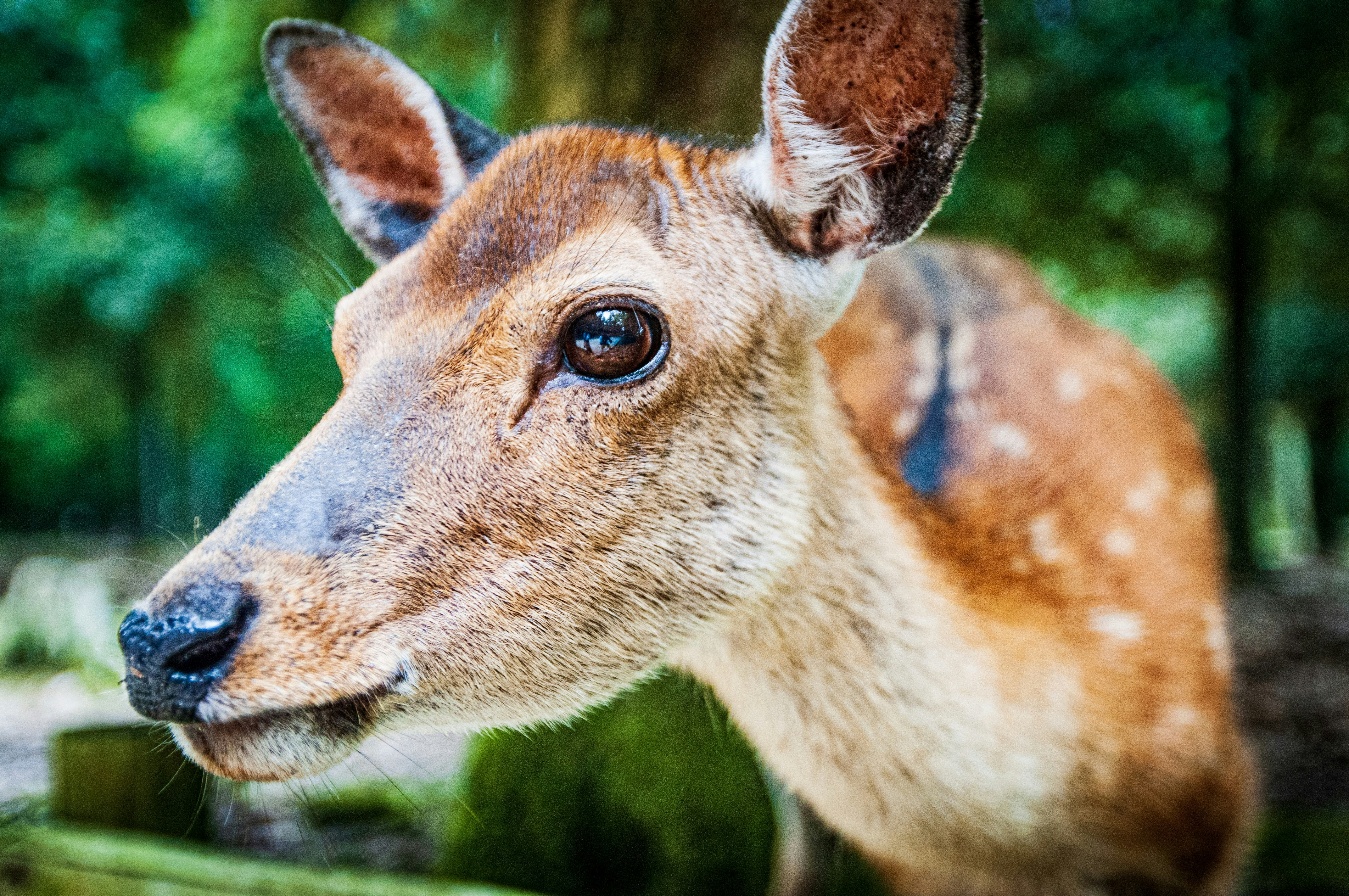 A close up of a deer with trees in the background photo – Free Animal ...