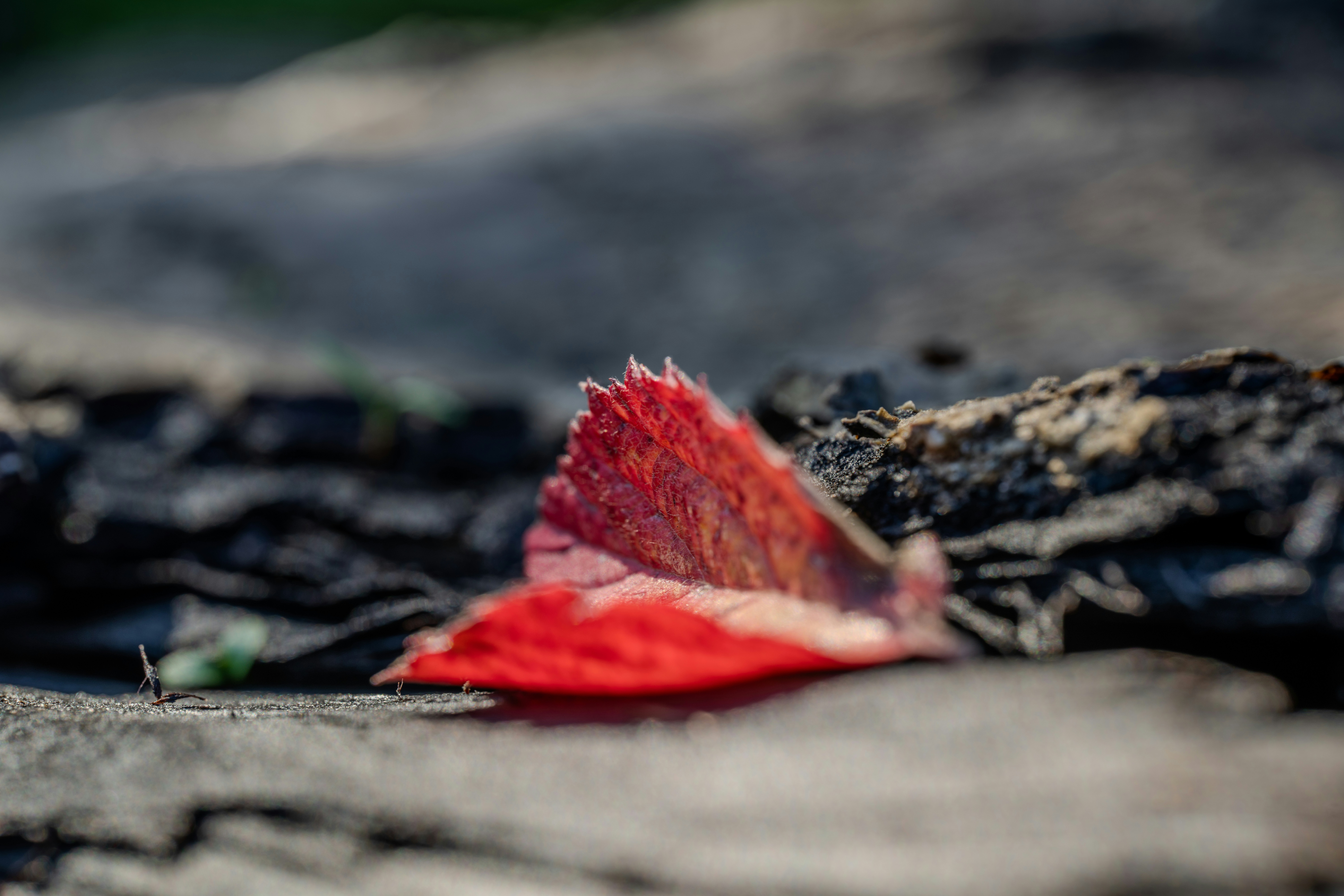 Crimson Leaf on a Quiet Path