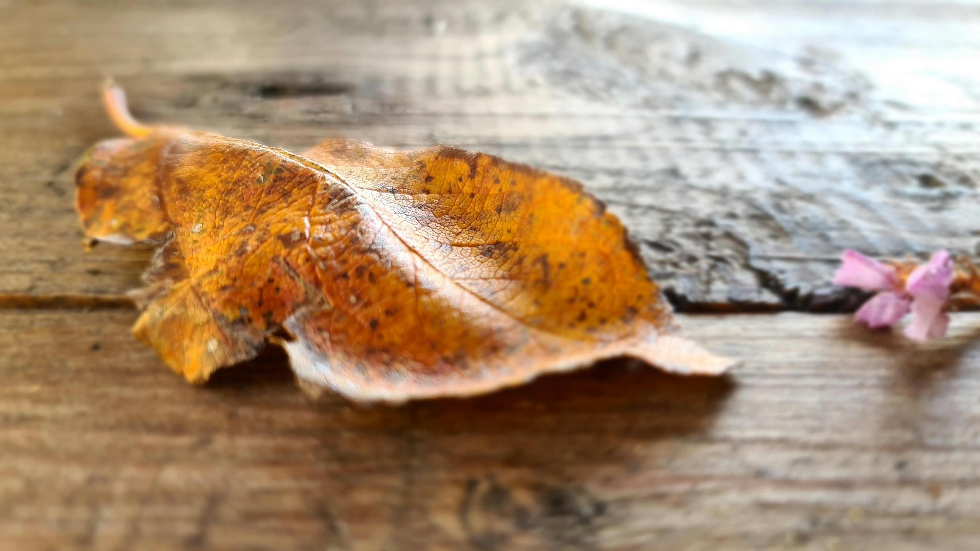 Autumn's Whisper on Weathered Wood