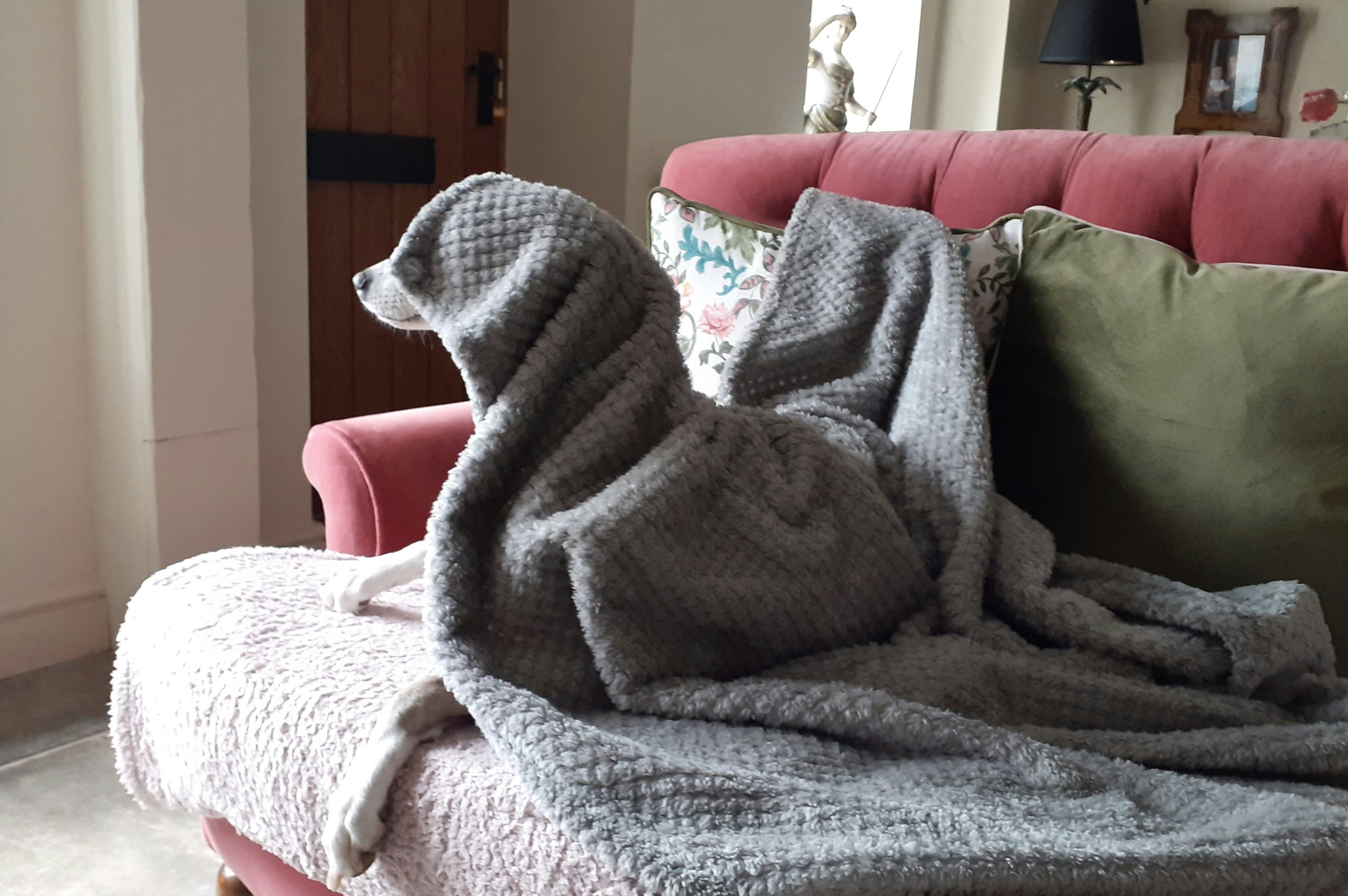 Cozy gray knit blanket draped over a blush pink sofa with cushions in a sunlit living room.