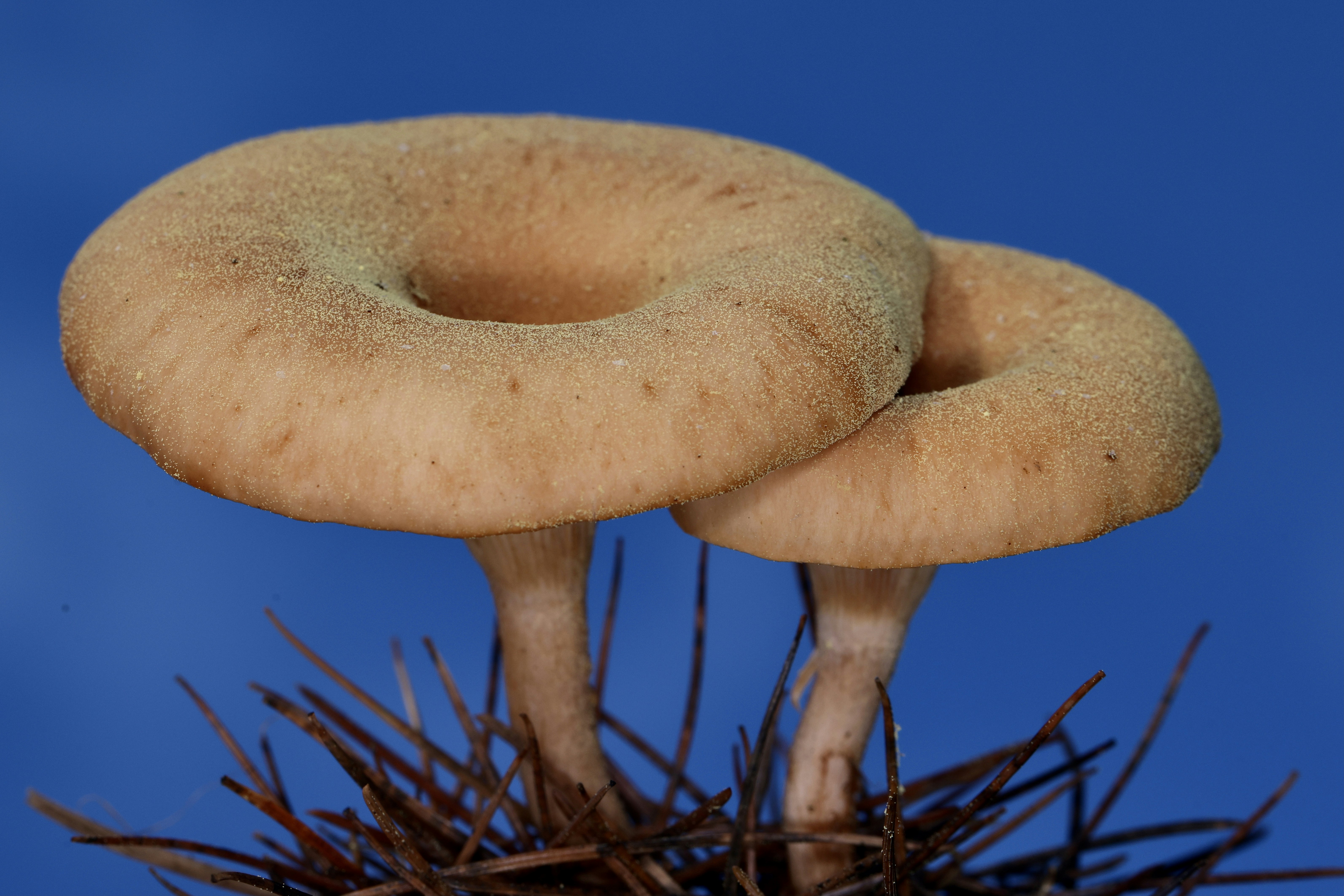 Funnel fungiJames Wainscoat