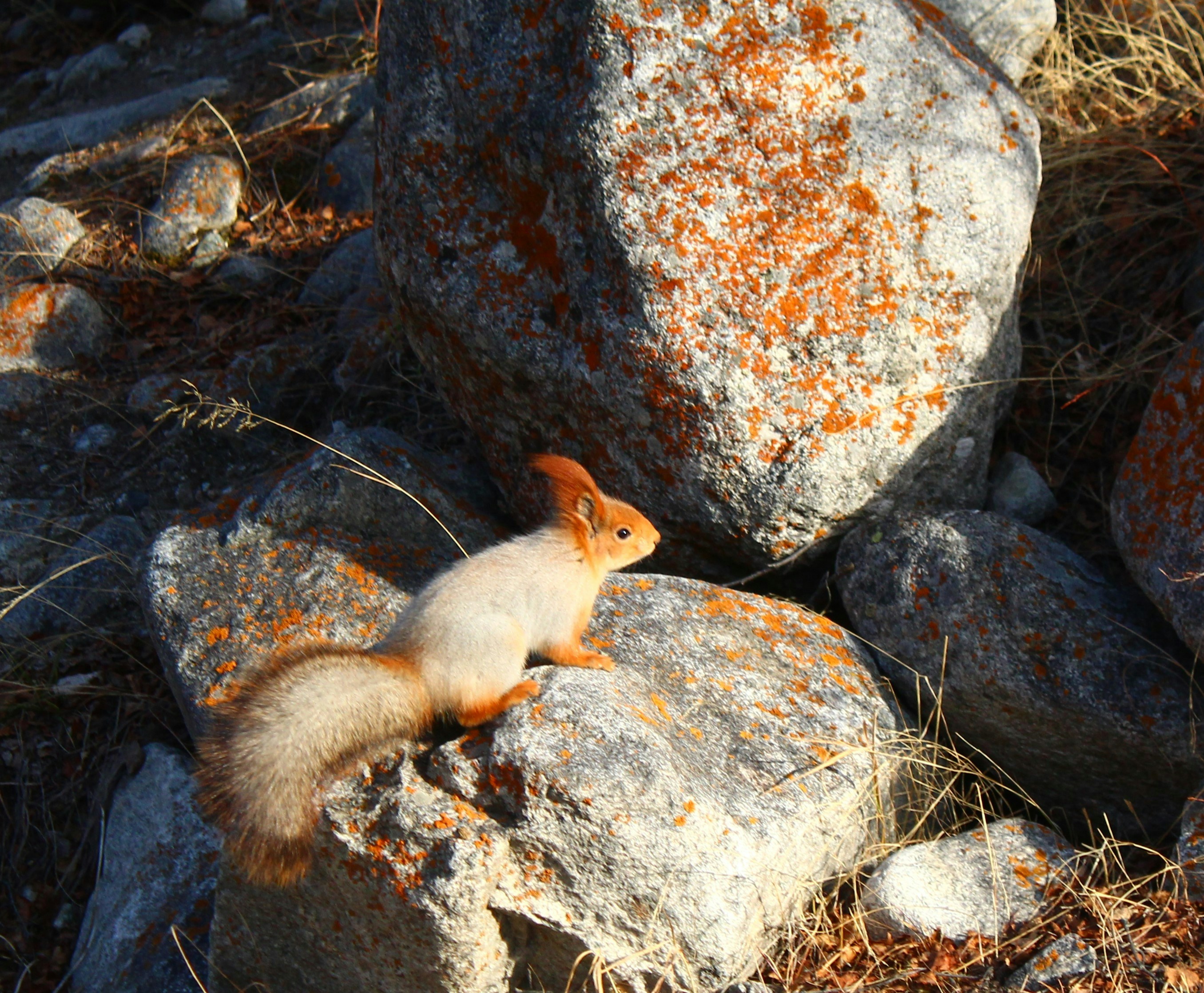 Granite-Ready Squirrel on Sunlit Lichen