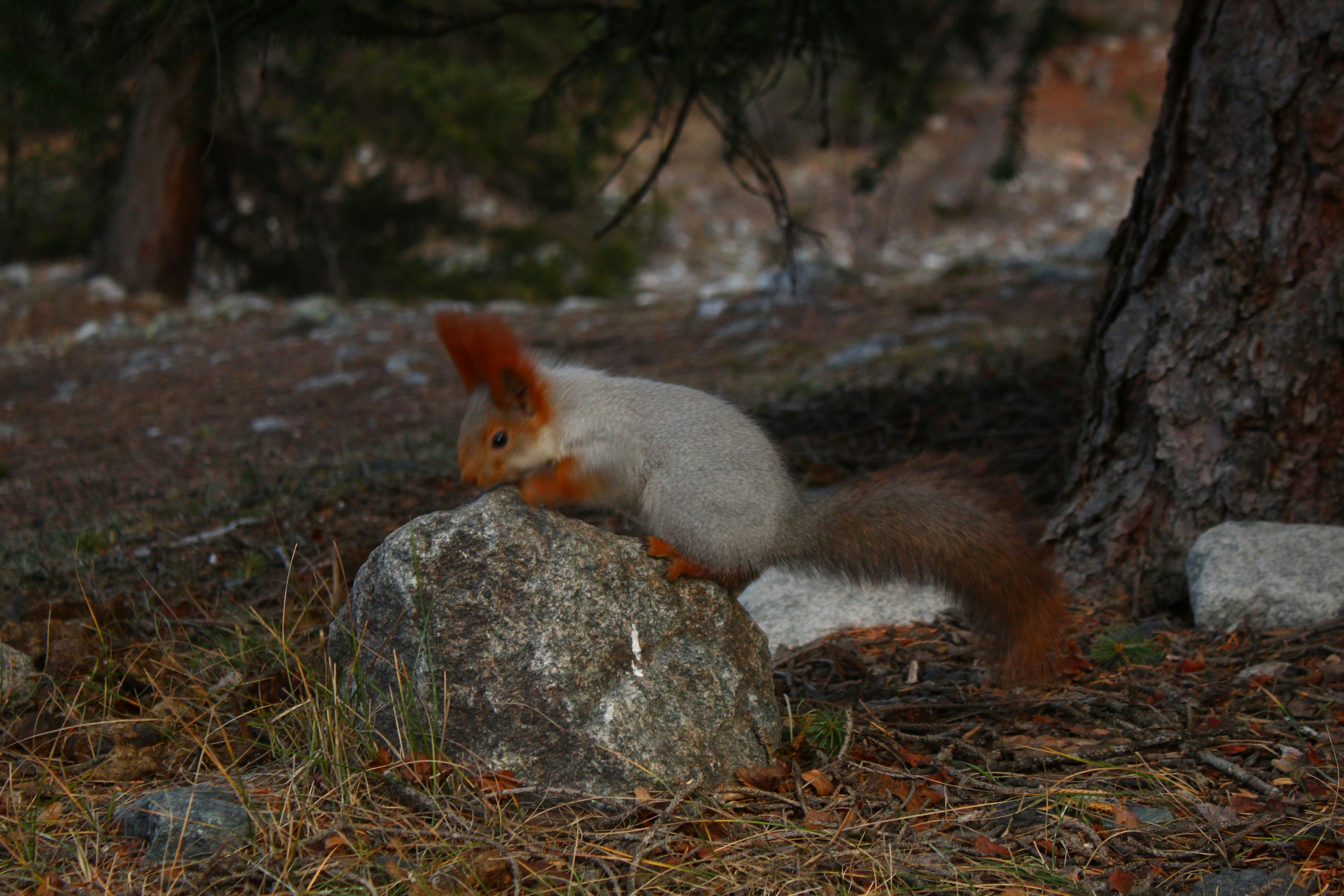 Forest Squirrel at the Edge of a Rock
