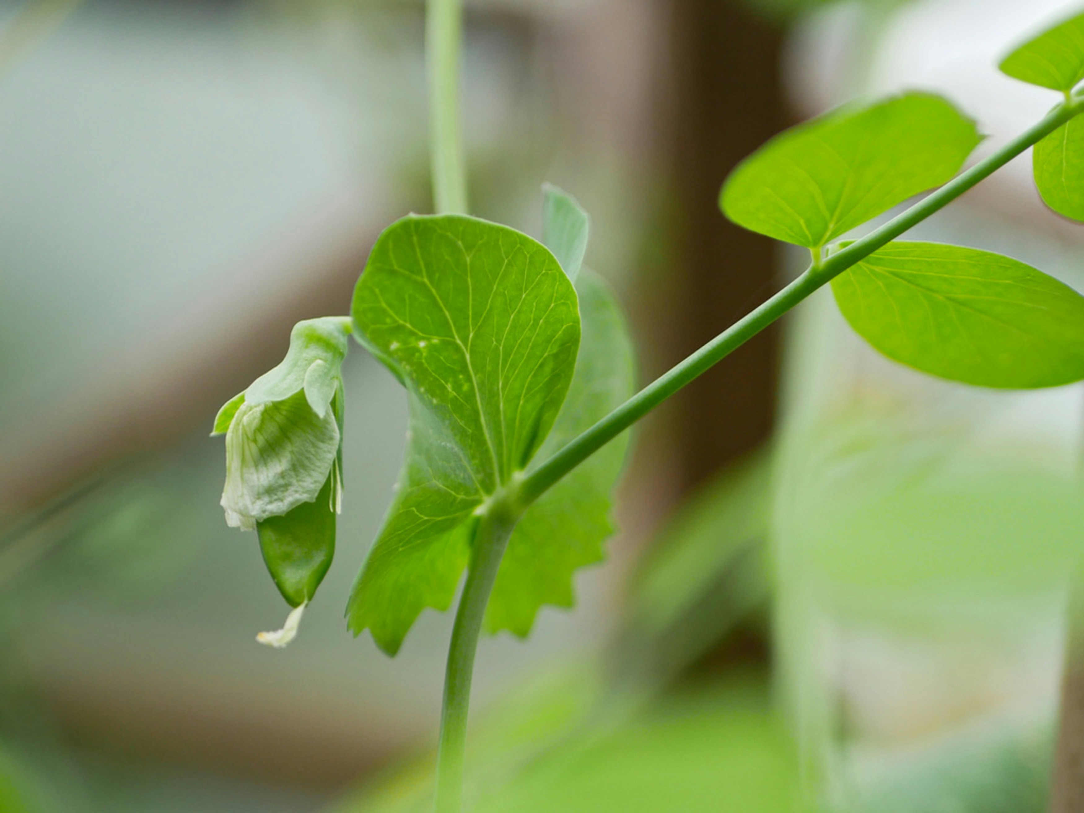 Pea Plants and Agricultural Study: A Keystone in Genetic Research and ...