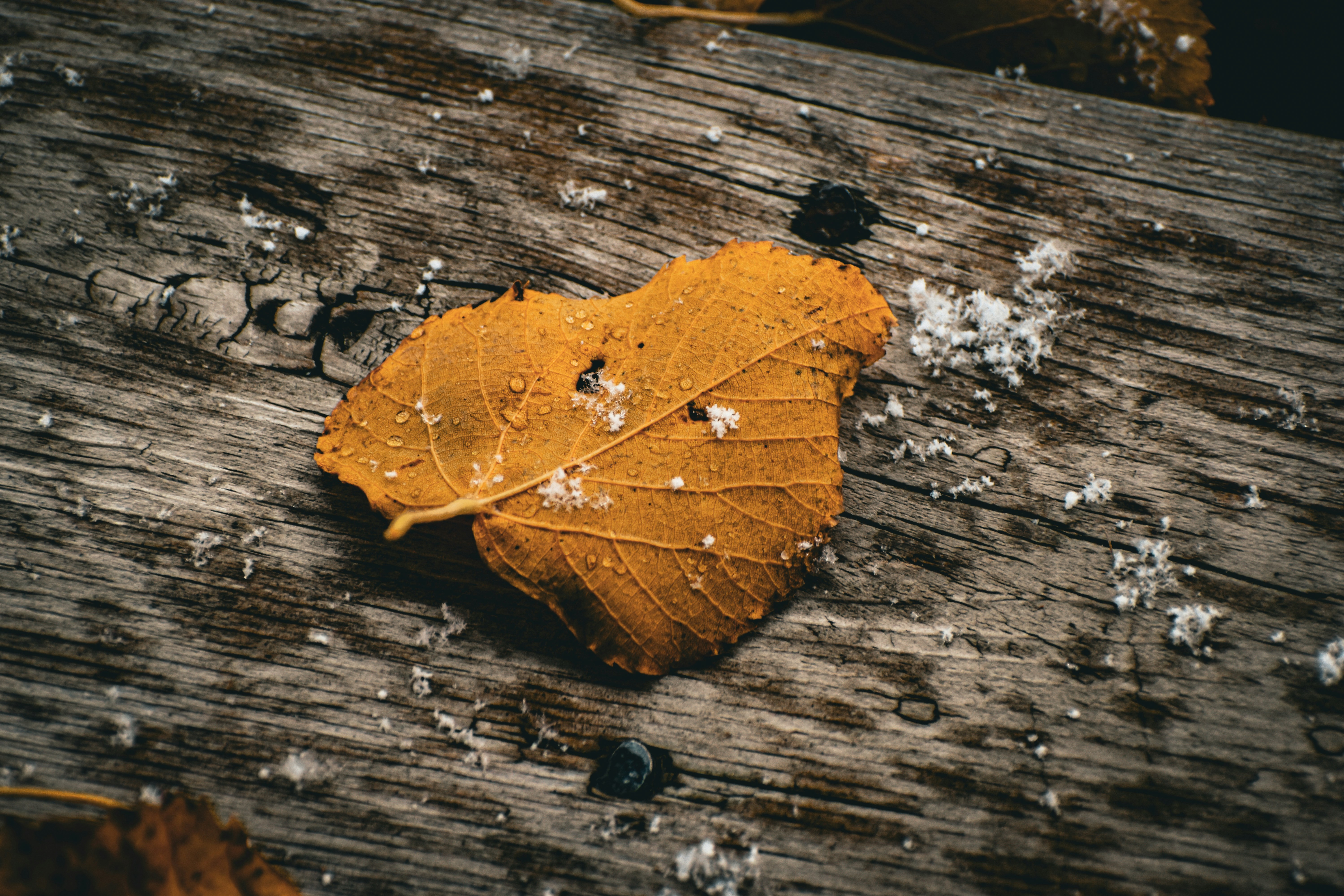 Amber Leaf on Weathered Wood: Frost Specks in the Grain
