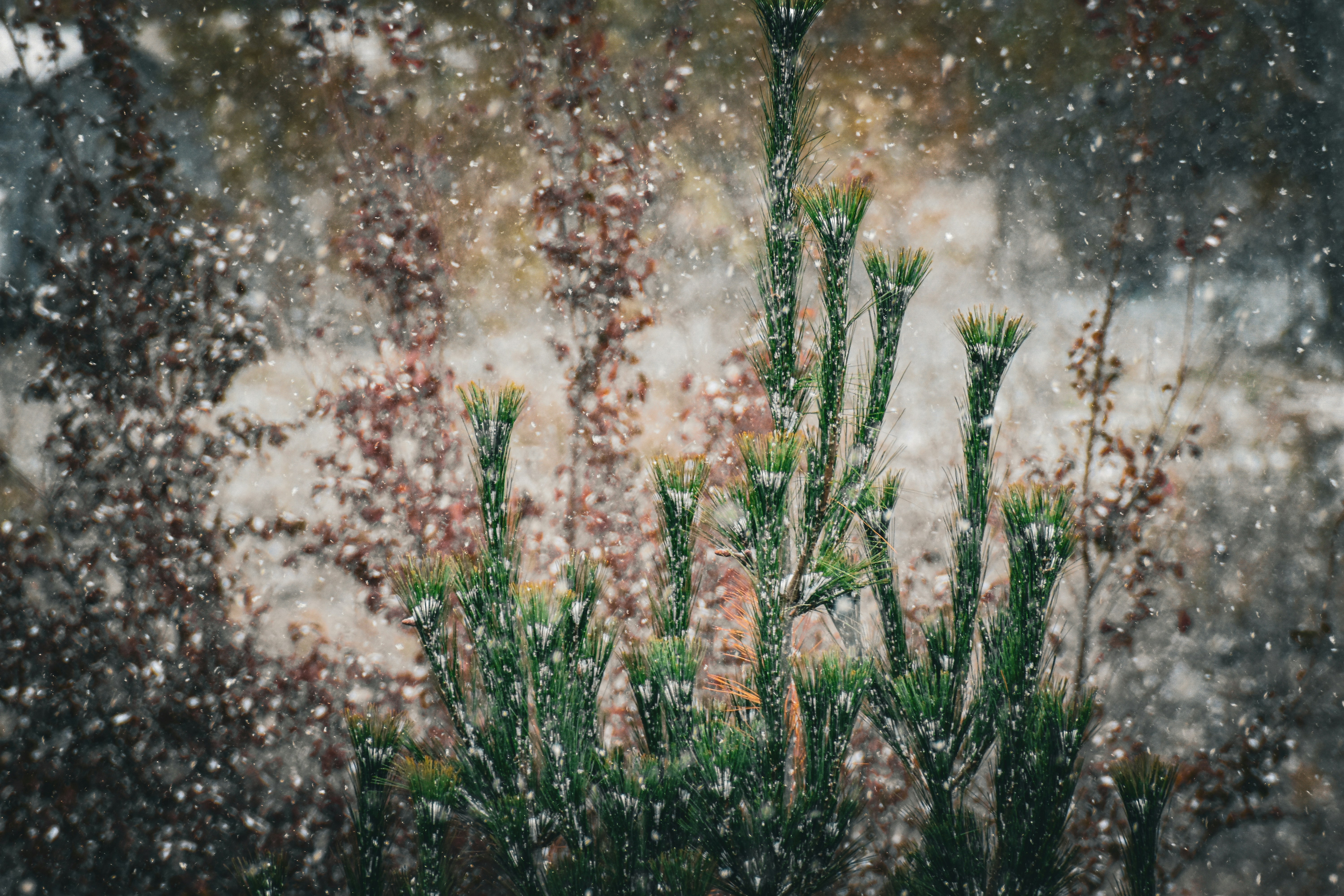 Green plant stems stand tall amid falling snowflakes by a snowy window.
