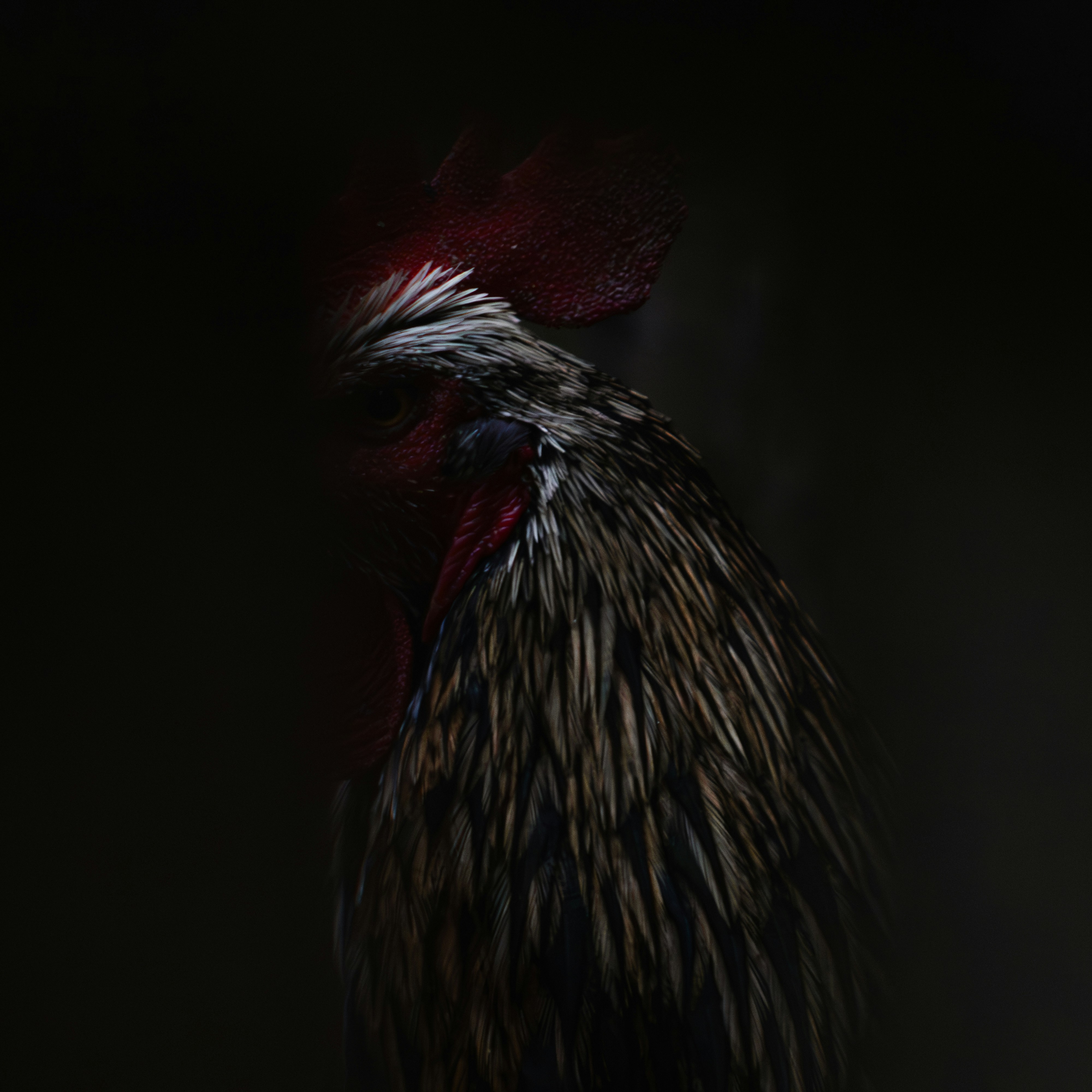 A close up of a rooster in the dark photo – Free Animal Image on Unsplash