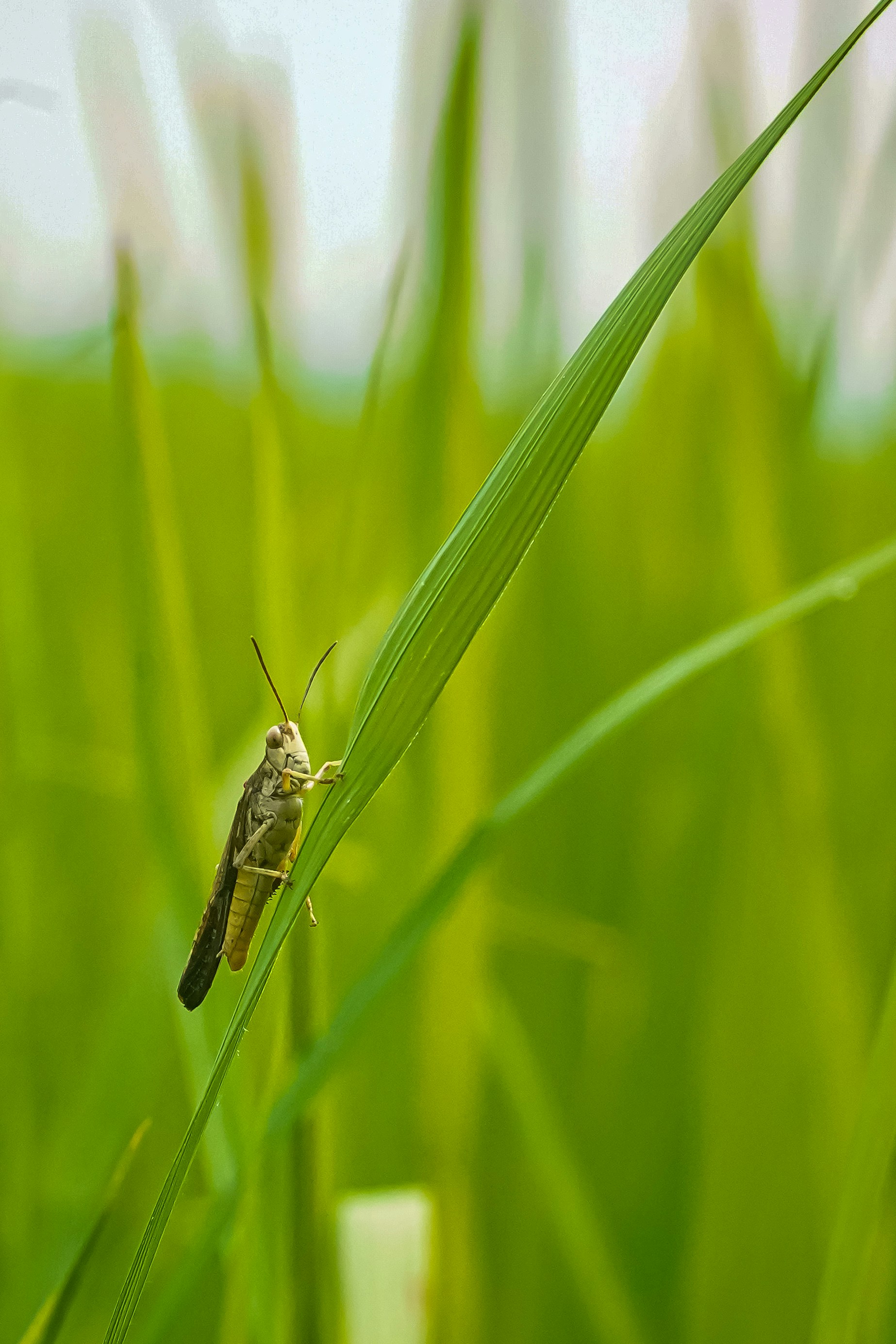 Lone Grasshopper Clings to a Slender Blade Amid a Sea of Green
