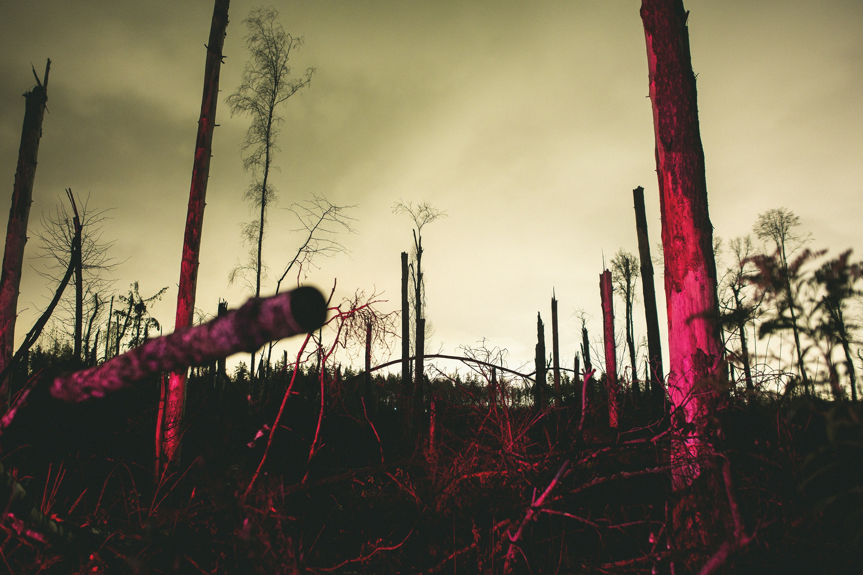 Crimson Pines at Dusk: Aftermath of Fire