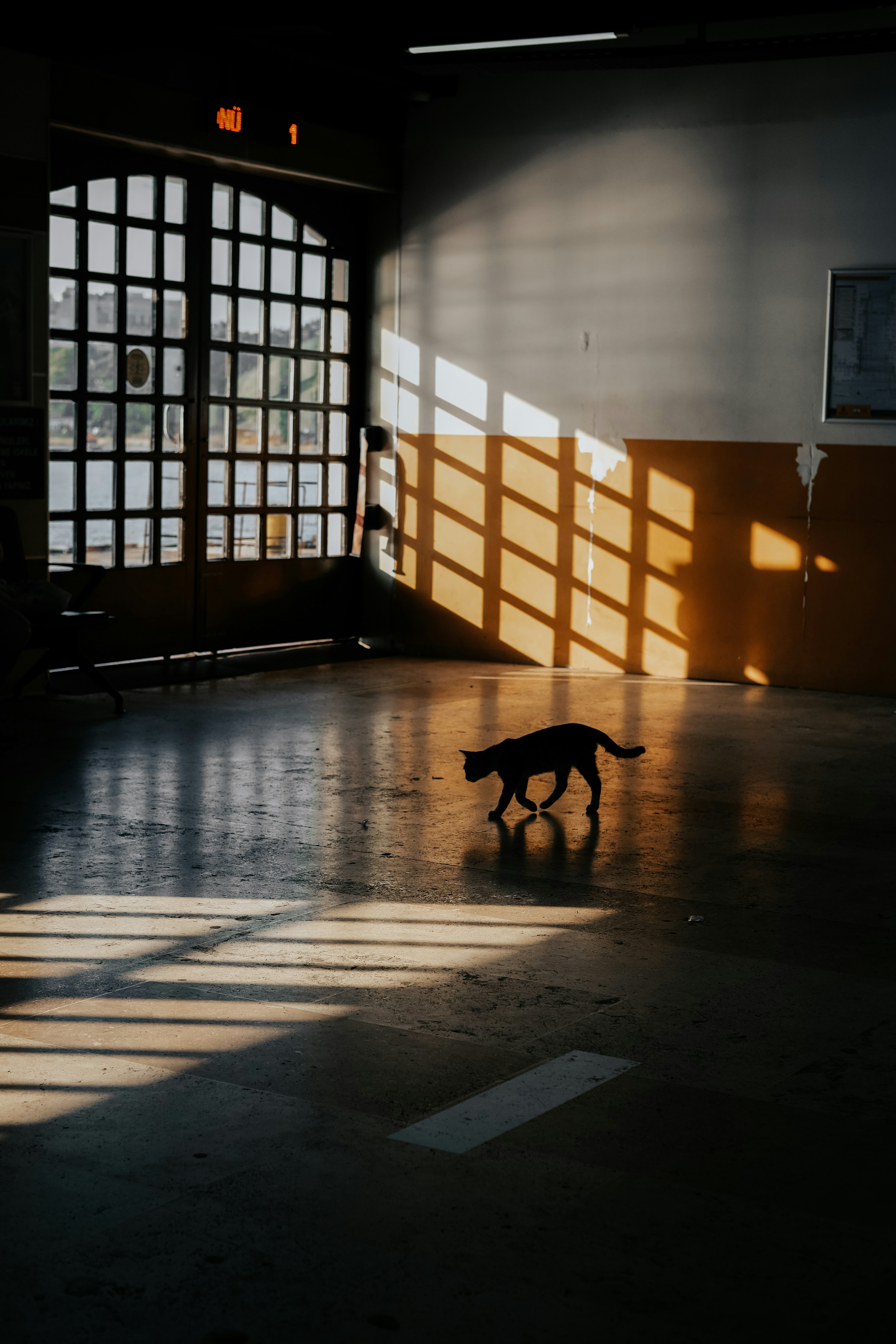 Lattice of Light: A Cat Traversing Sunlit Grids