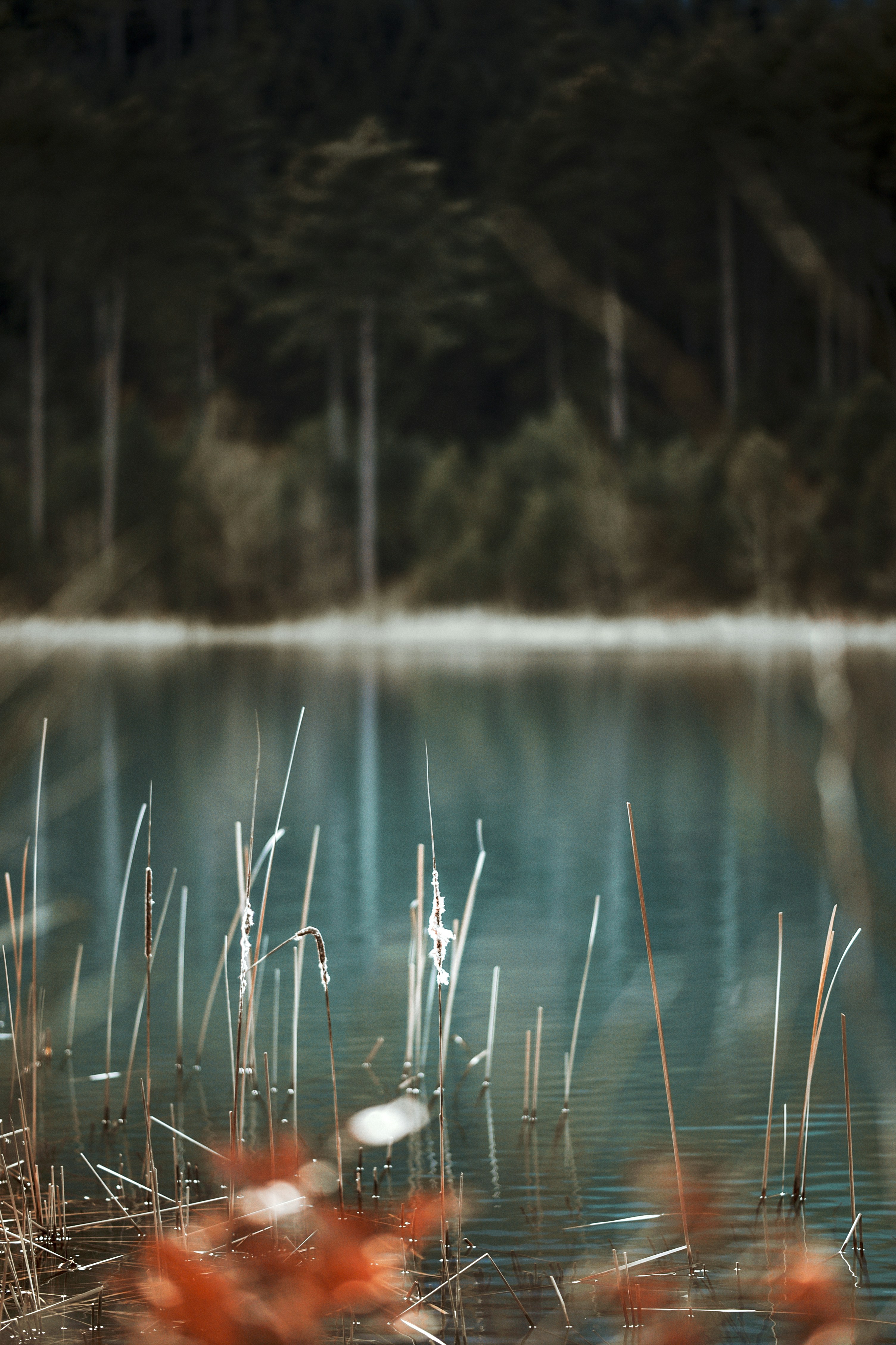Turquoise Stillness: Reeds Framing a Lake of Quiet Depths