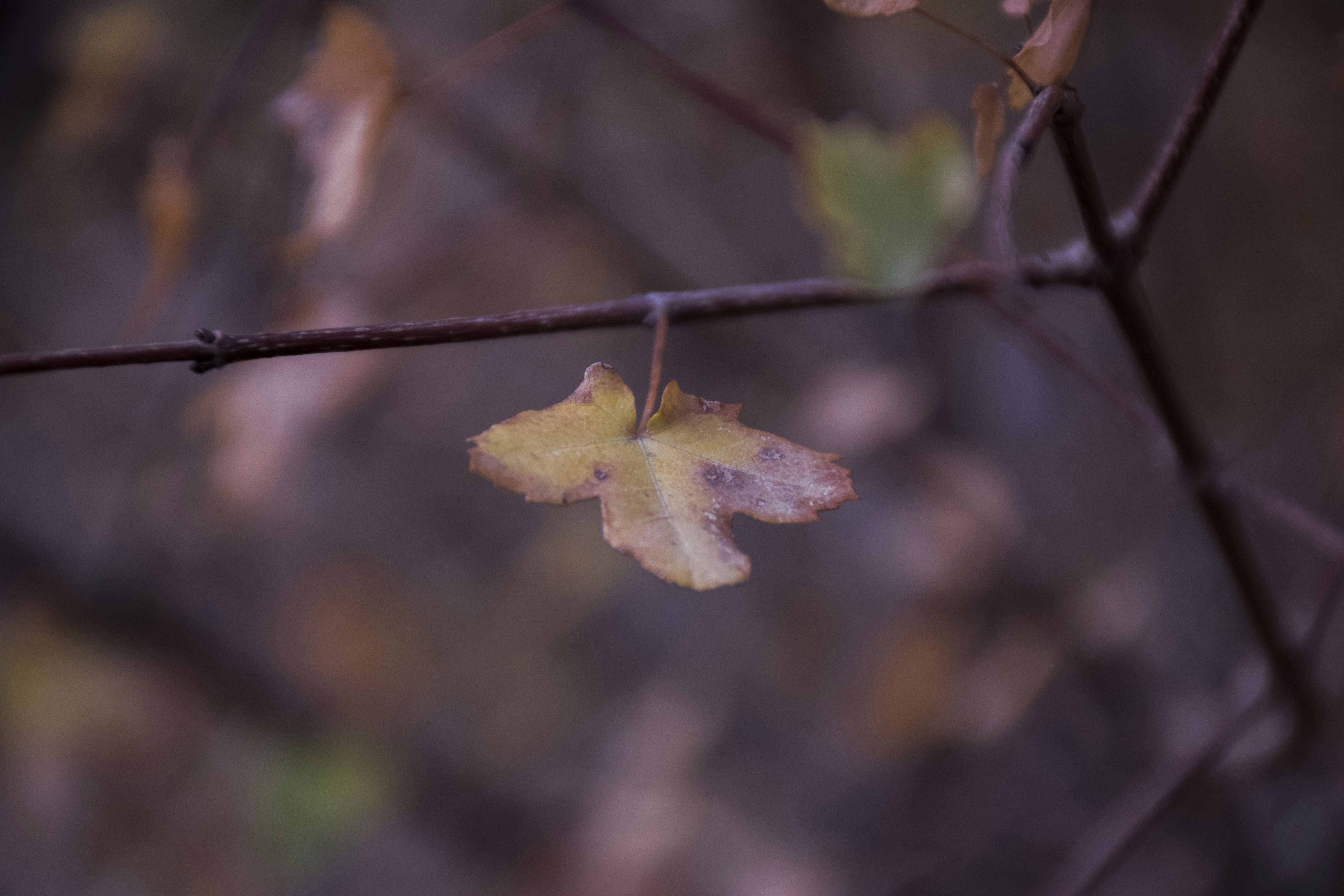 Autumn Leaf in a Web of Dormant Branches