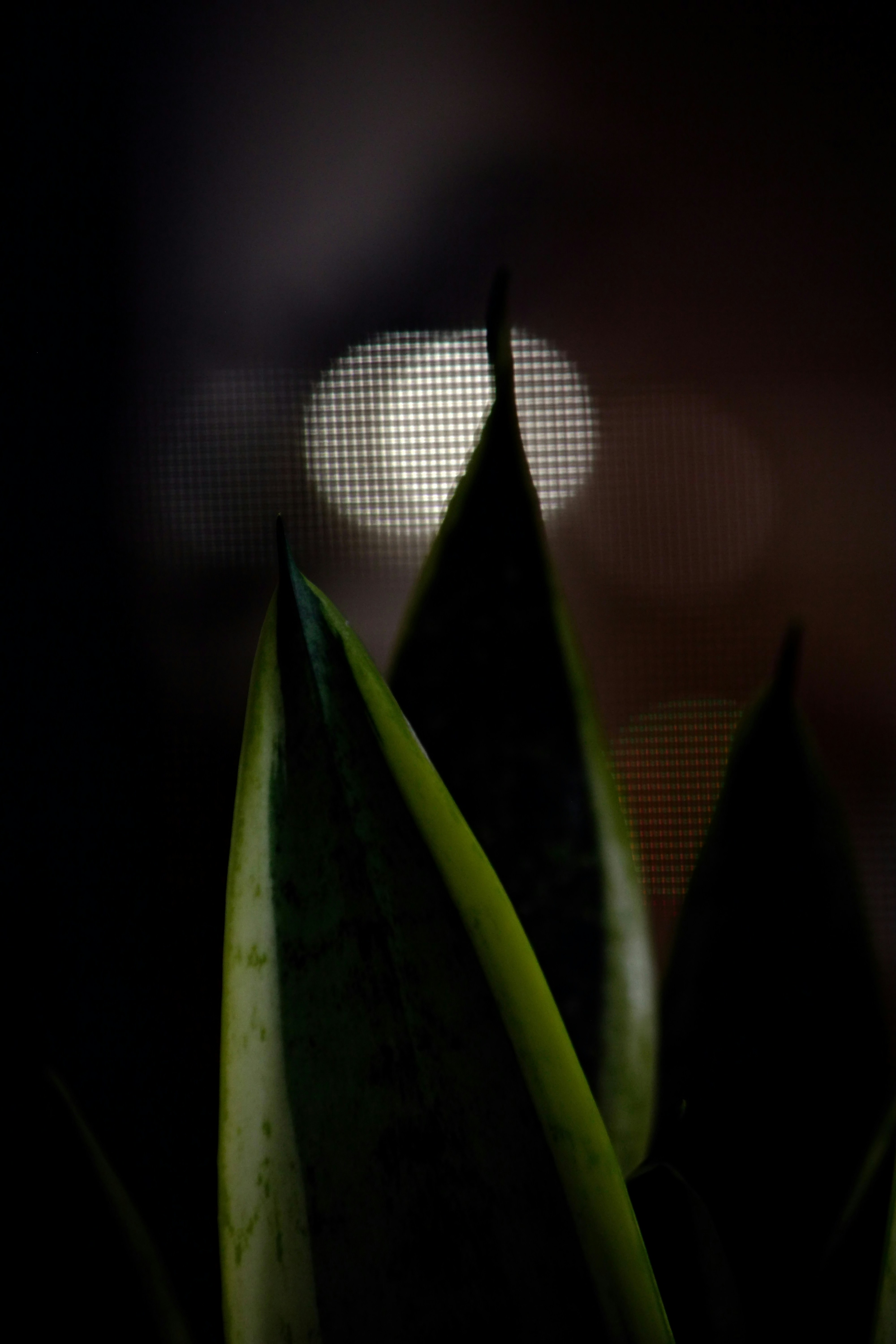 Emergent Glow: Backlit Leaf Edges Framed by a Pixelated Nightlight