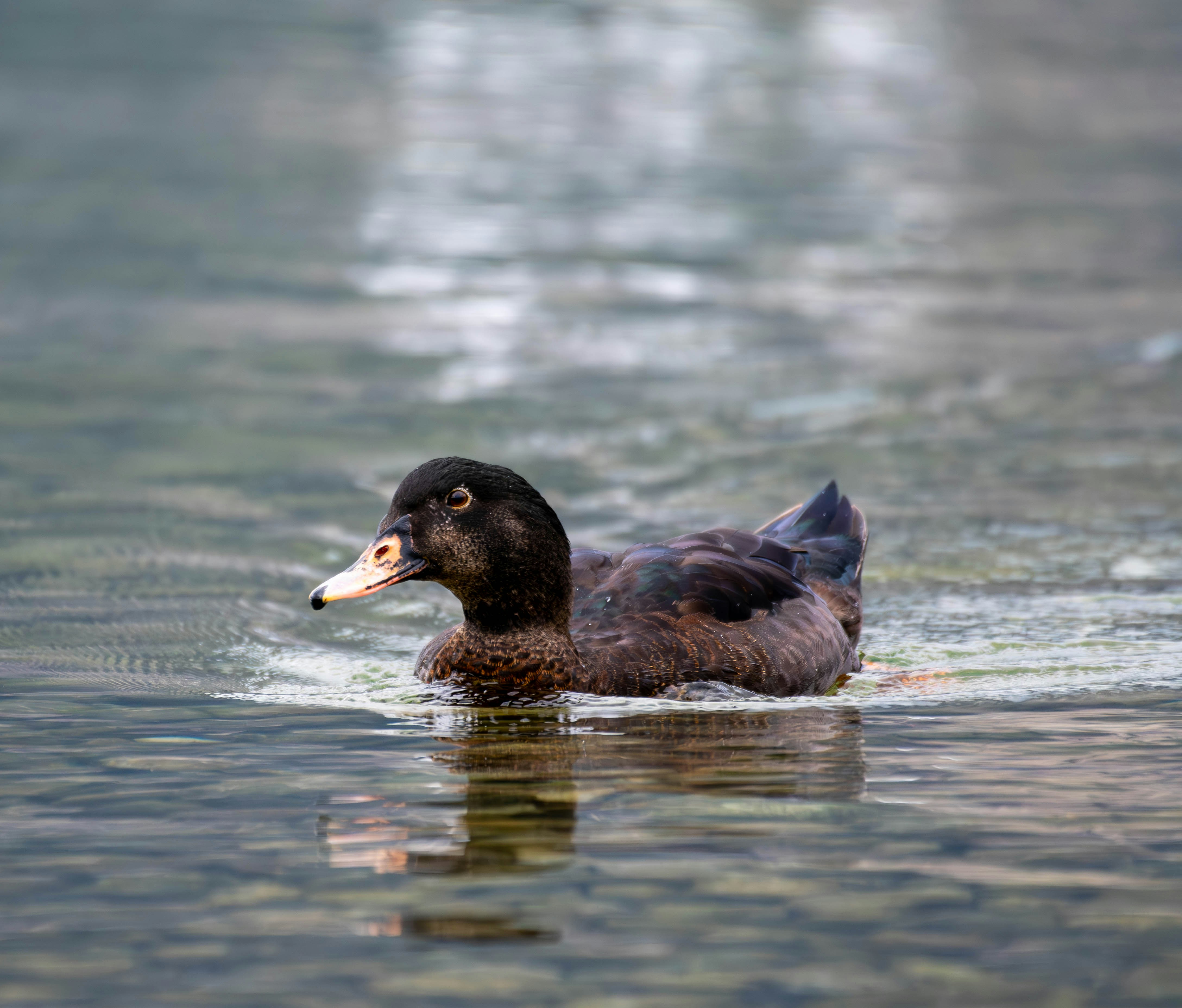 Hushed Ripples: A Brown Duck Portrait on a Quiet Pond
