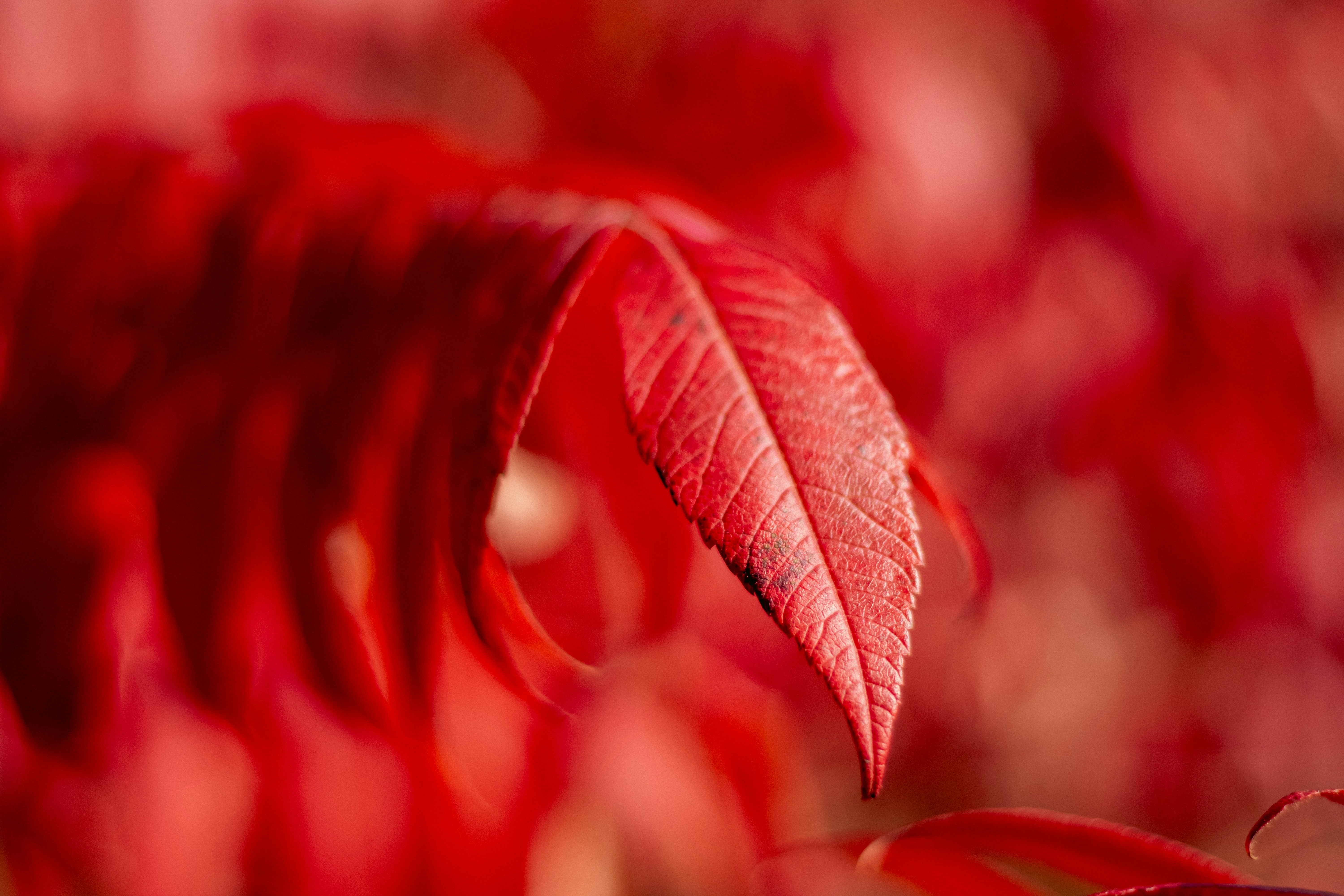 Gros plan d’une feuille rouge sur une plante photo – Photo Feuille ...