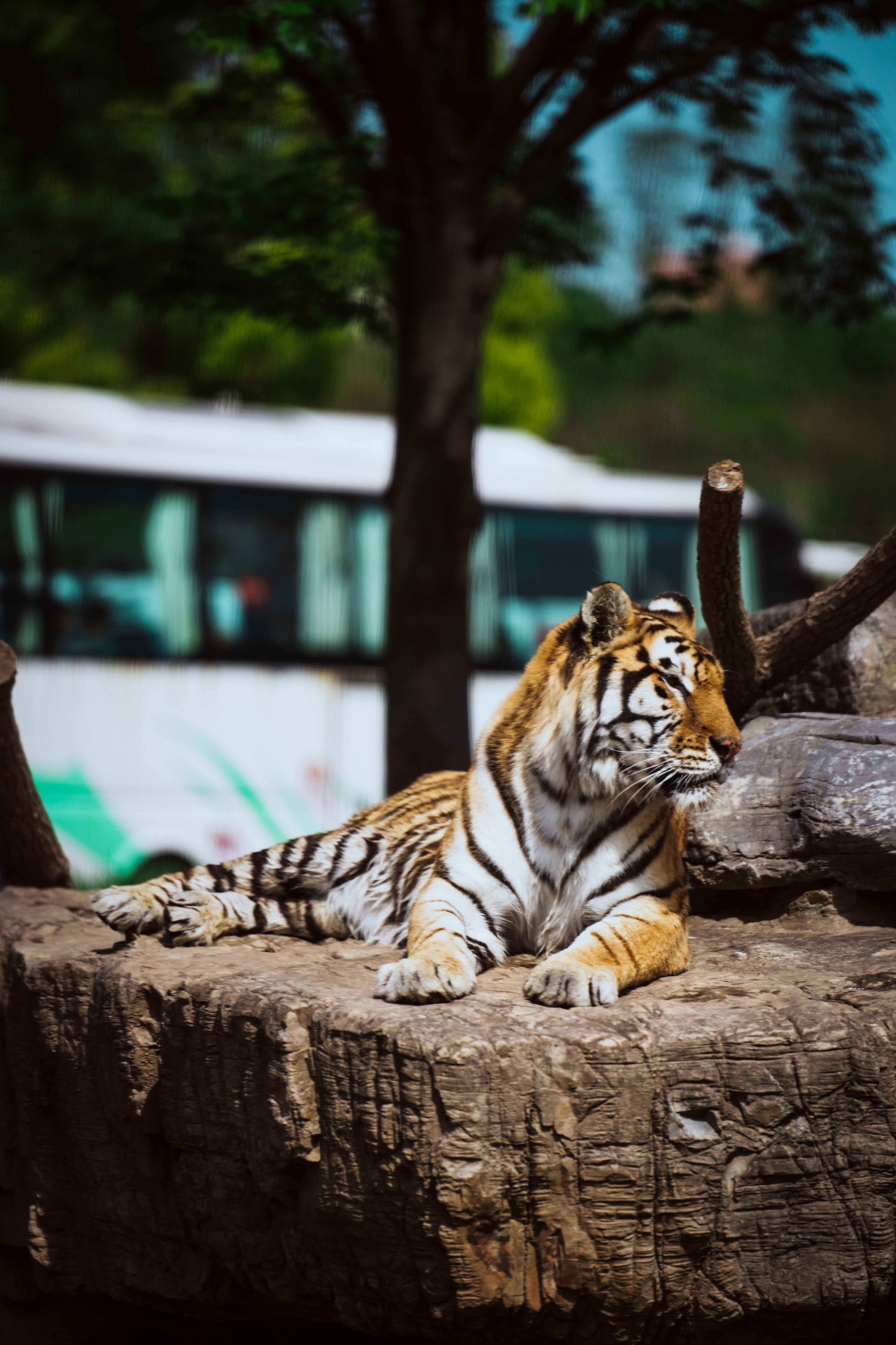 Rock-Top Reverie: Bengal Tiger Reposes with a Blurred Urban Backdrop