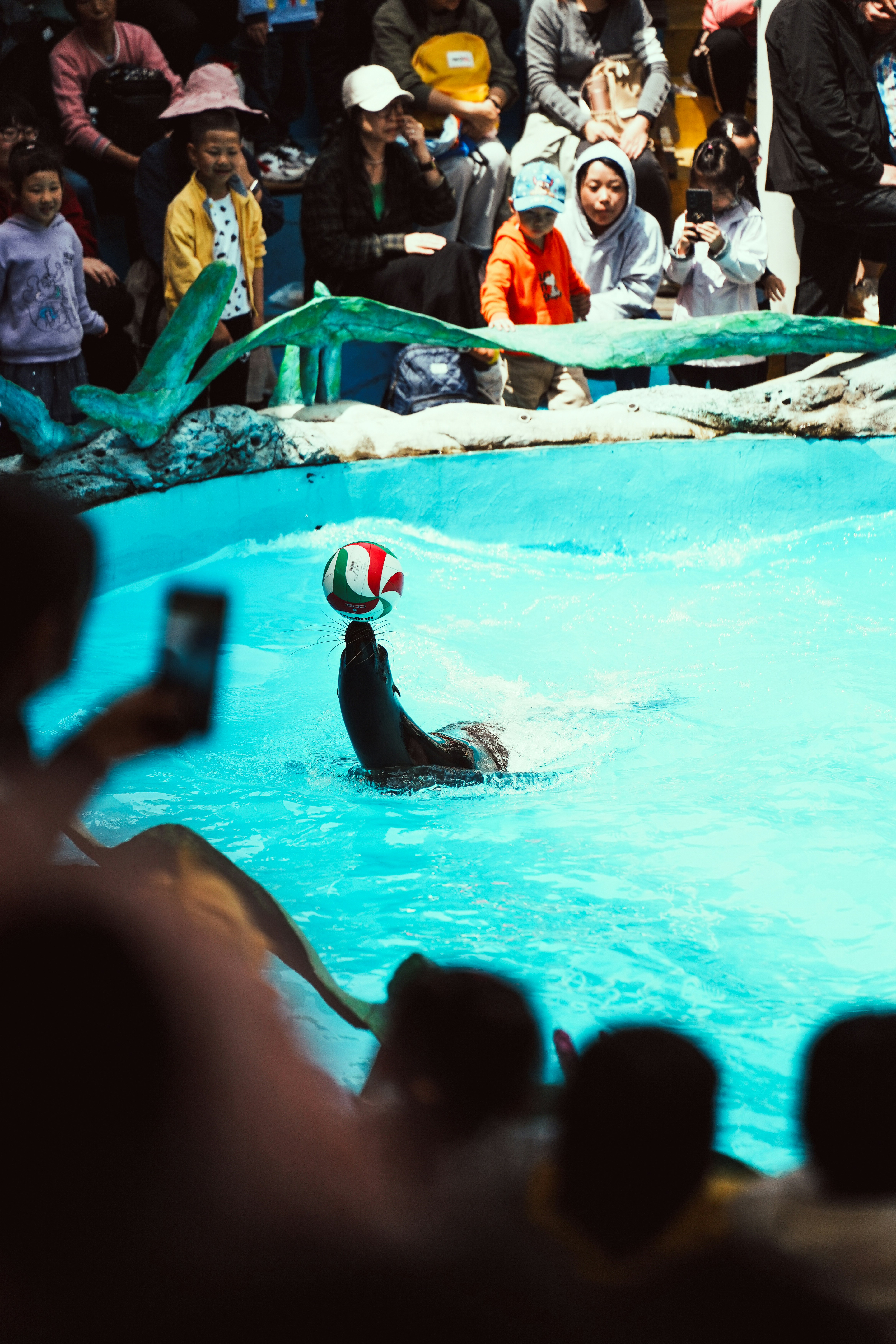 Crowd Gathers as Seal Balances Beach Ball in a Pool
