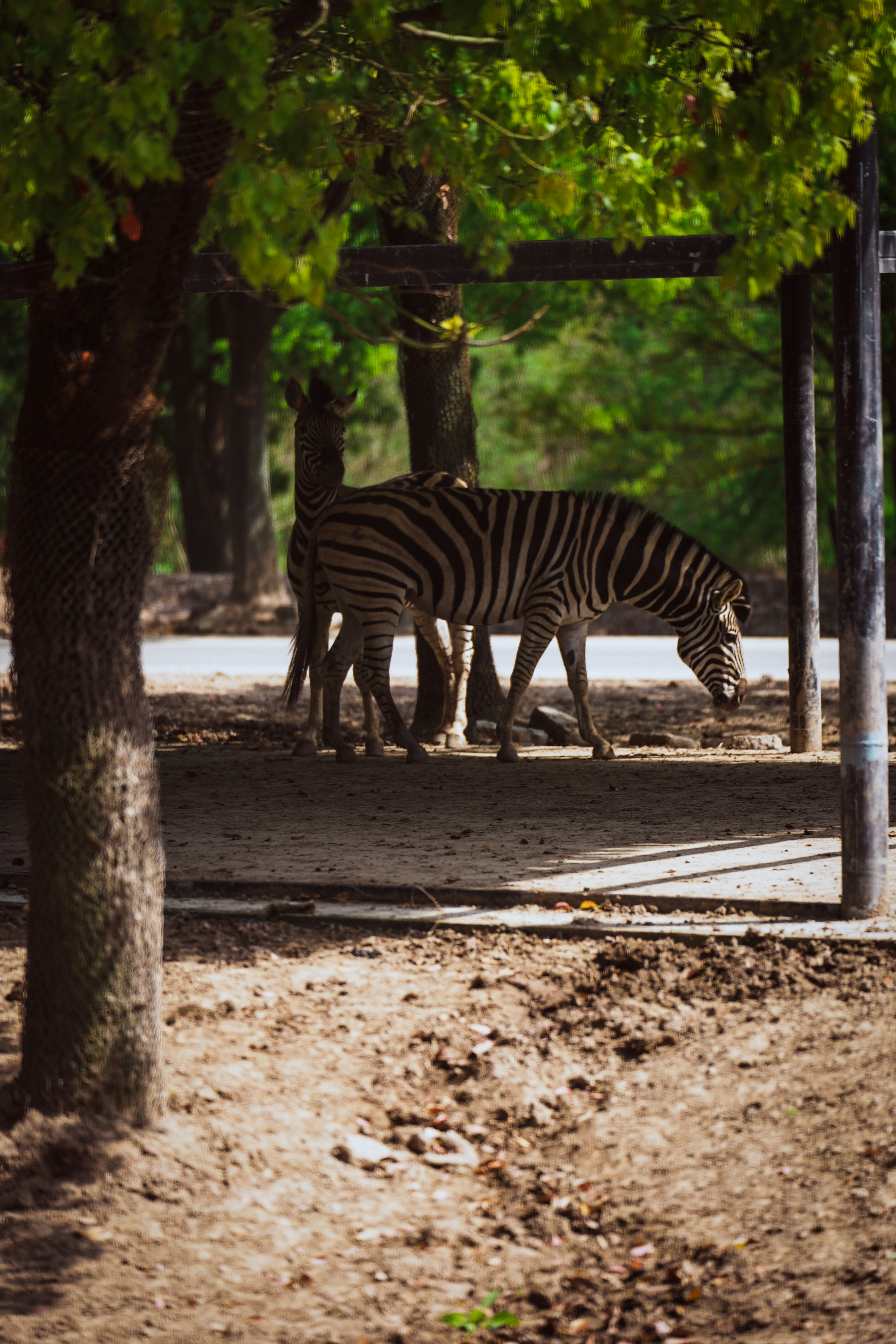 Dappled Shade, Striped Grazers: Zebras at Rest