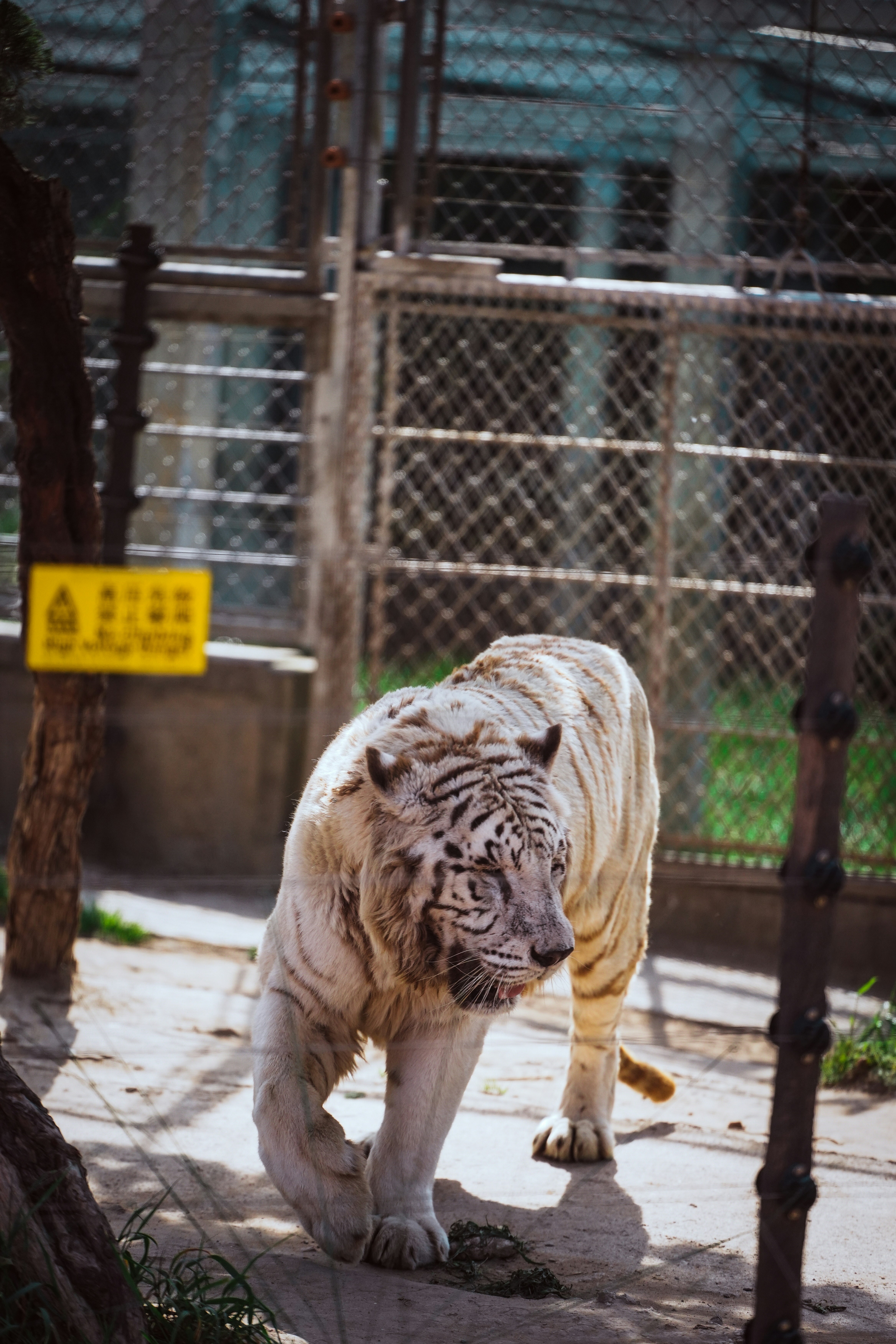 Sunlit Prowl: White Tiger at the Chain-Link Fence