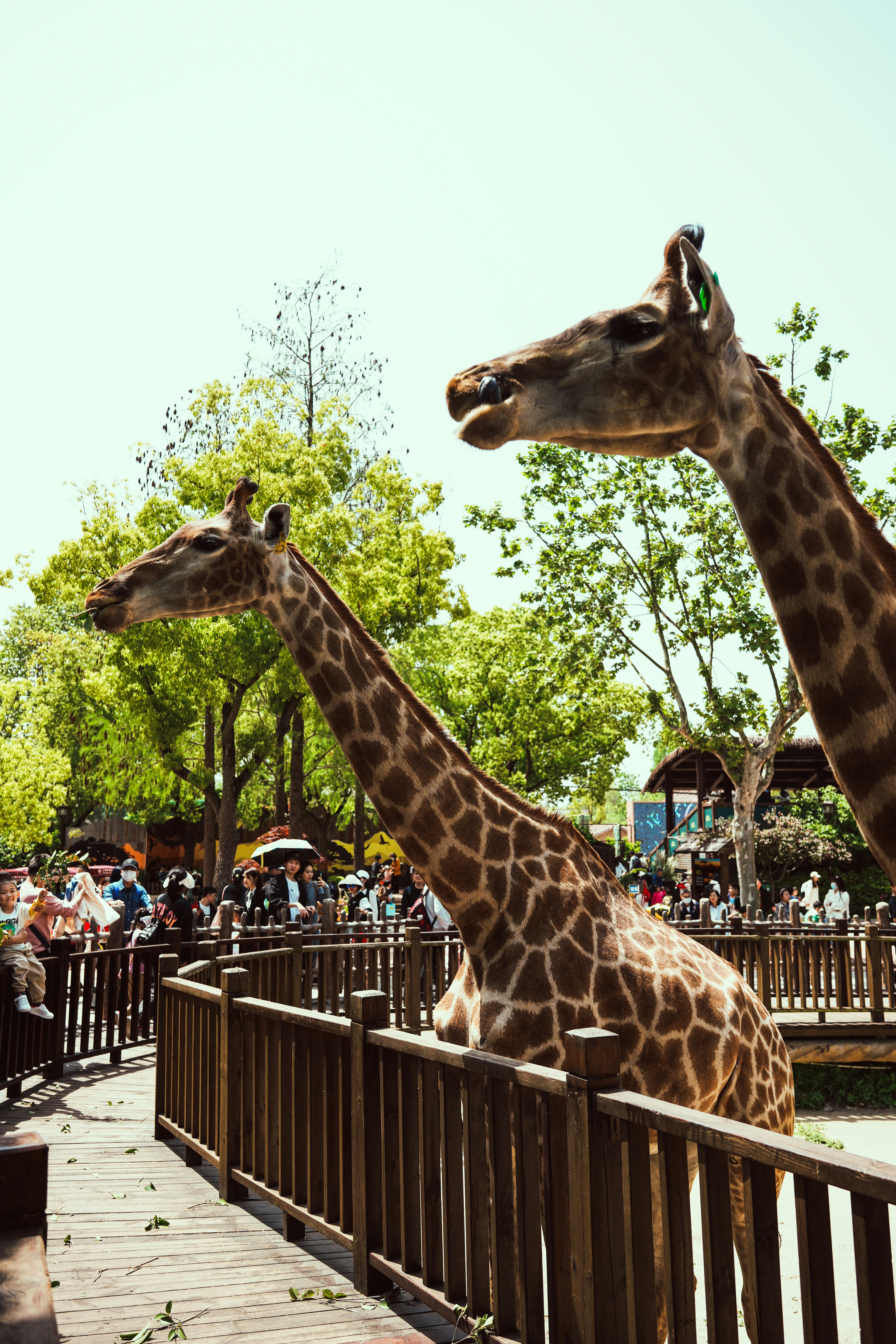 Two Straw-Colored Giants Overlook the Crowd from the Wooden Rail