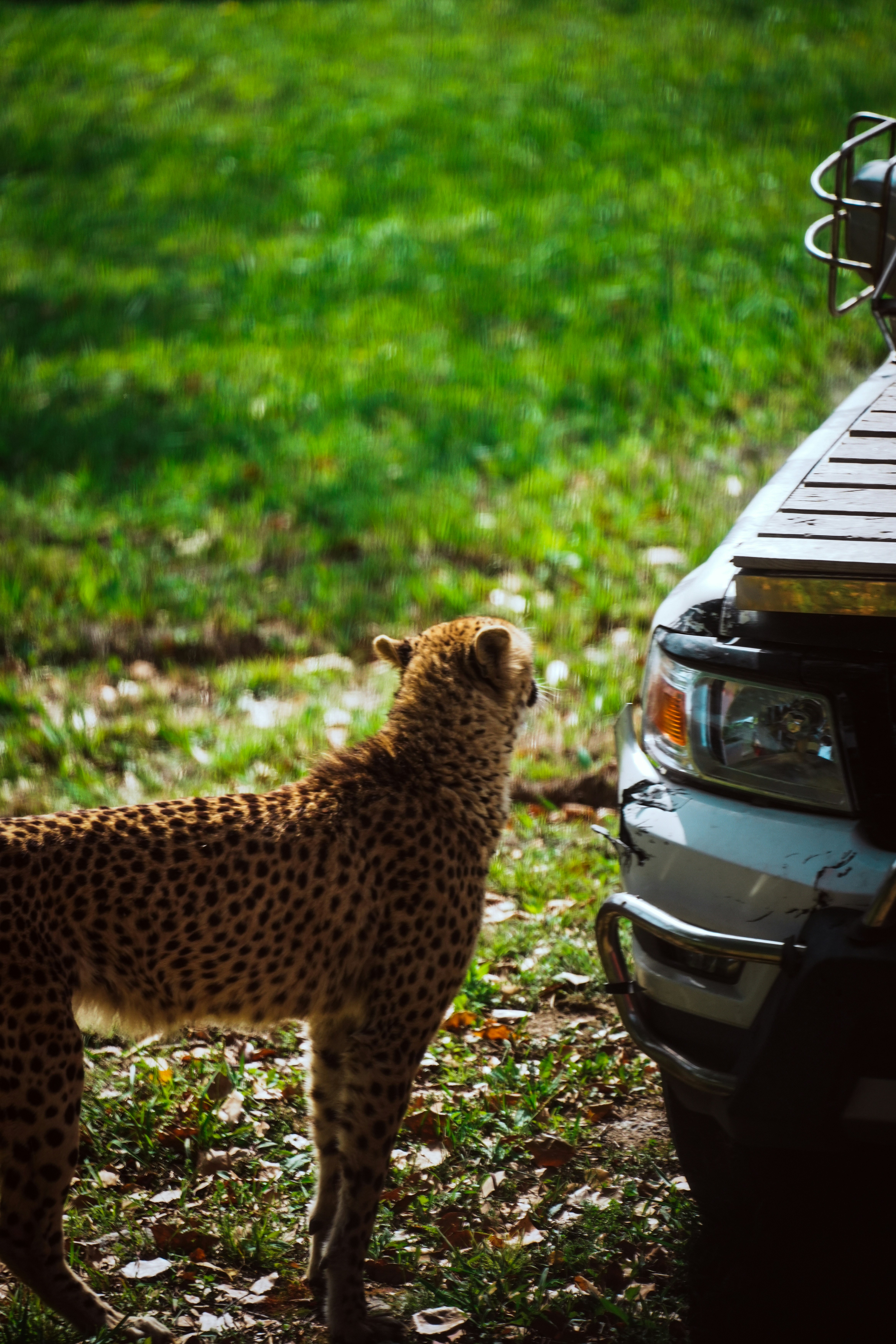 Leopard Scout by a Parked Pickup: Watchful Glance in a Green Clearing