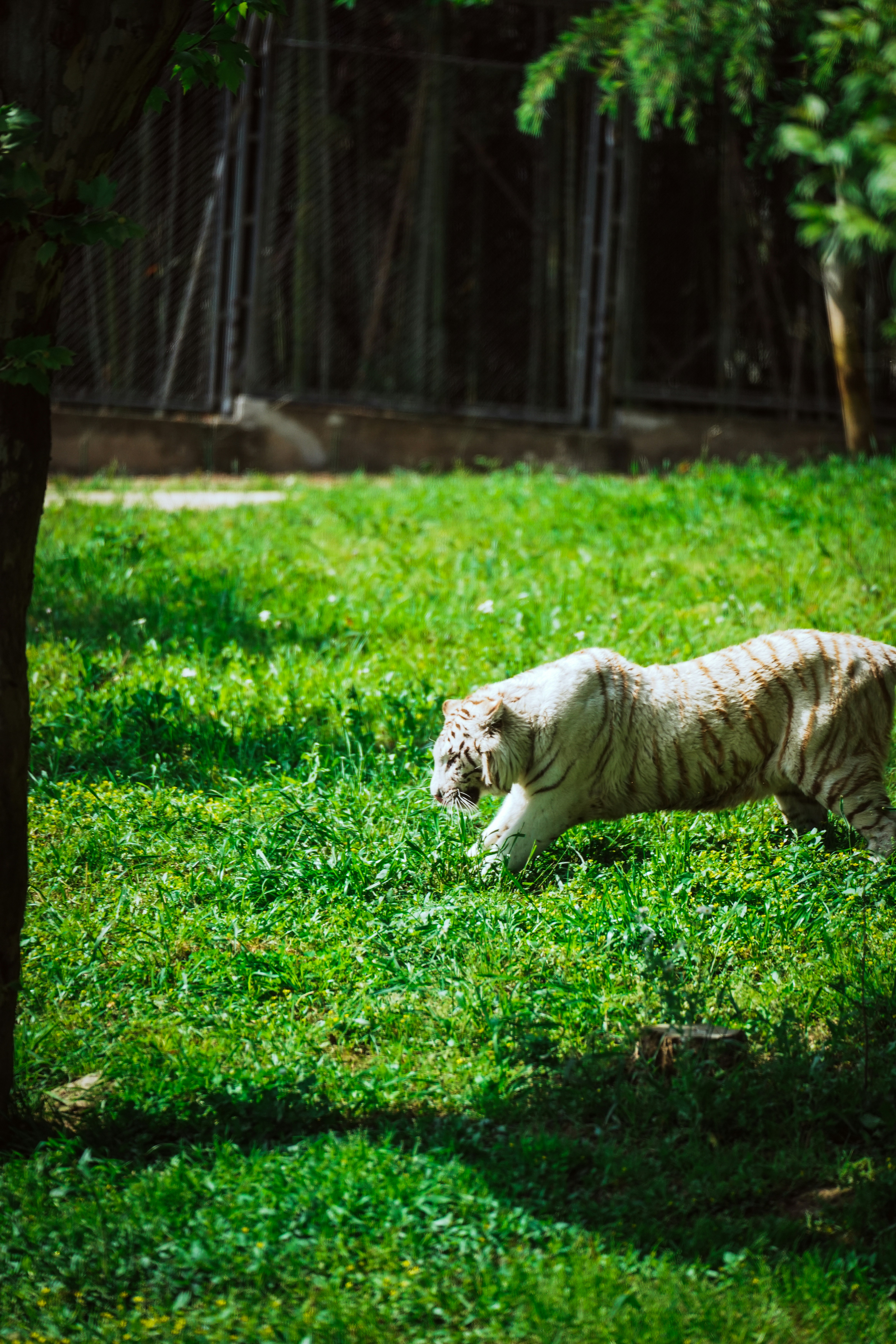 White Tiger Crossing a Sunlit Green Atrium