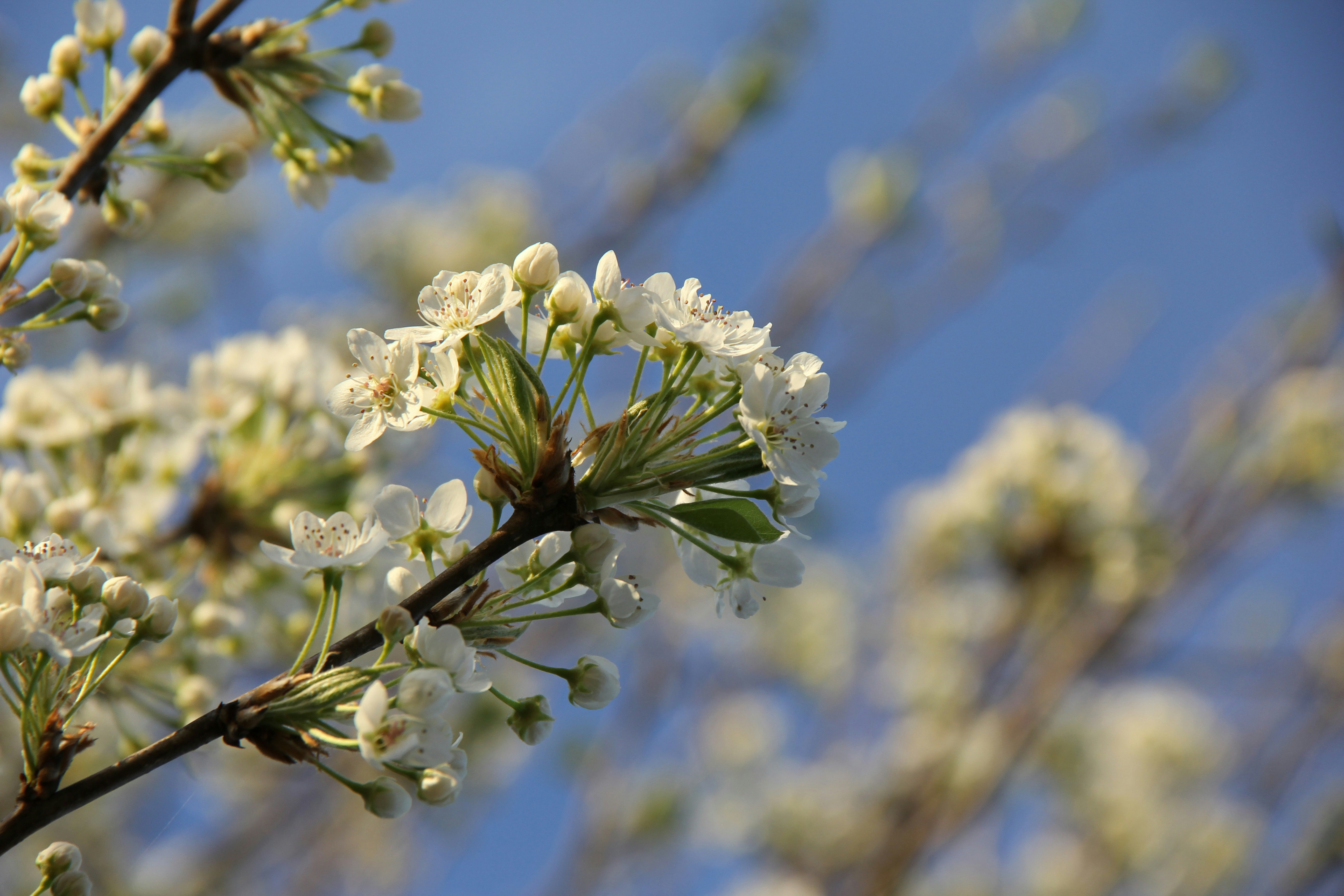 White blossoms against a vivid blue sky, capturing the essence of spring.