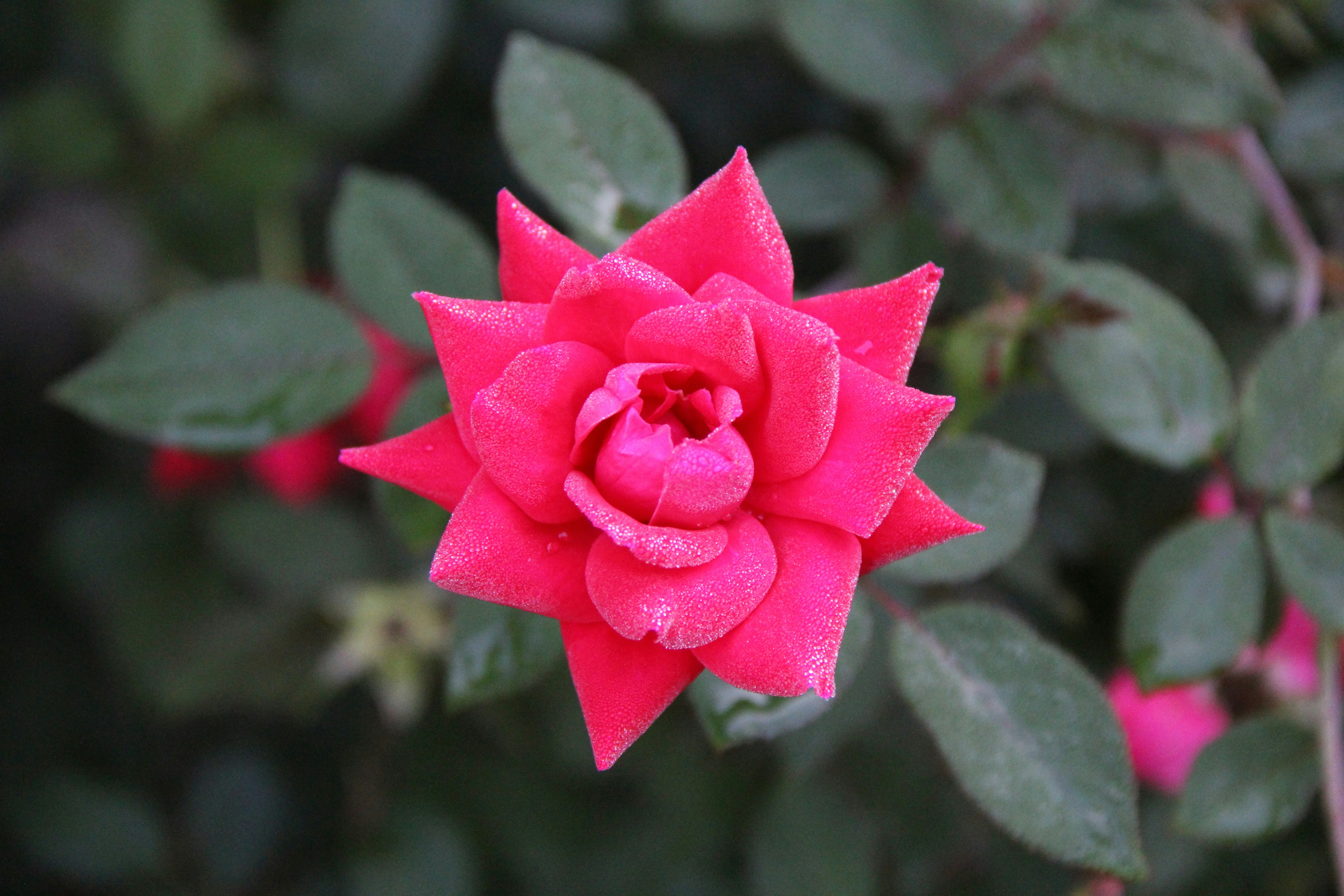 Rosy Geometry at Center Stage: a Pink Rose in Focus