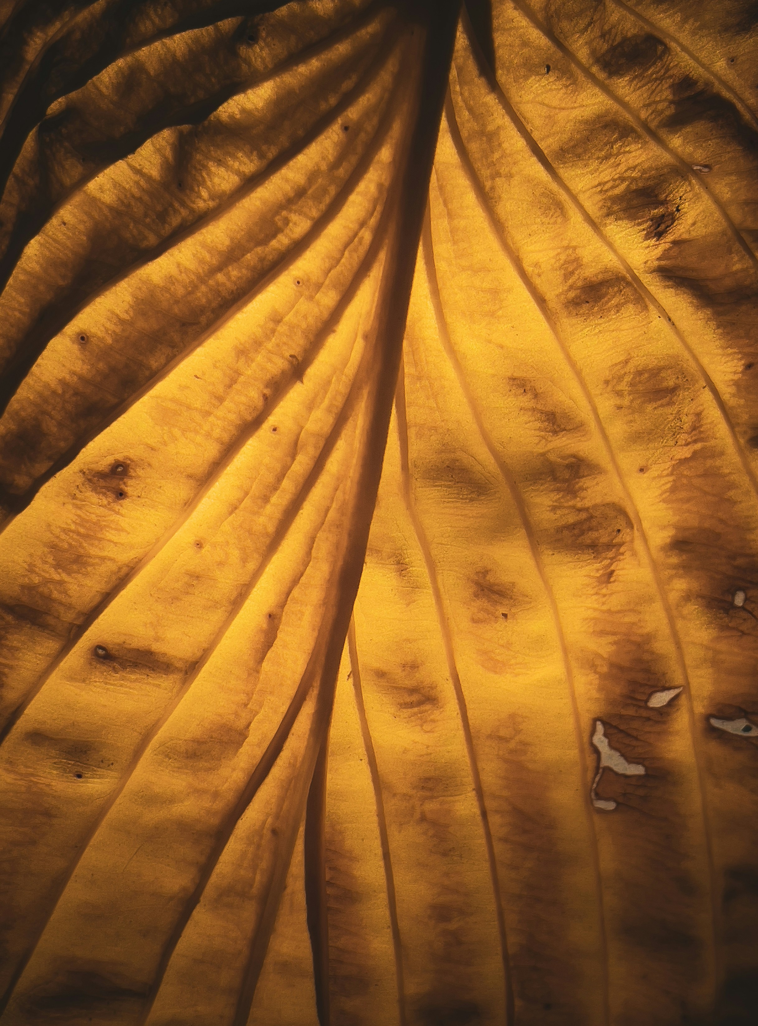 Ember Vein Reverie: A Backlit Leaf Macro in Warm Illumination