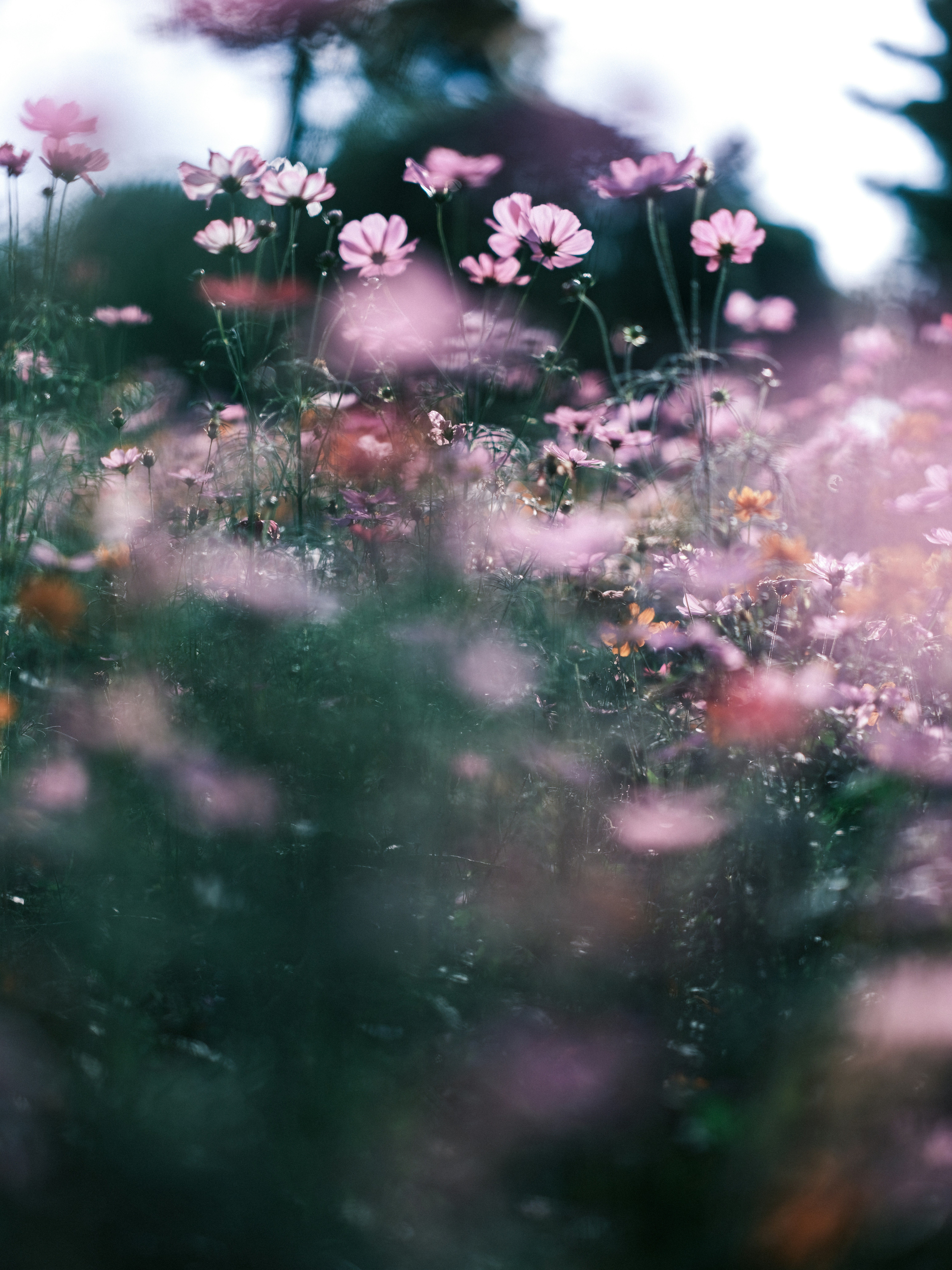 Photo by ling hua with Fujifilm GFX50S II