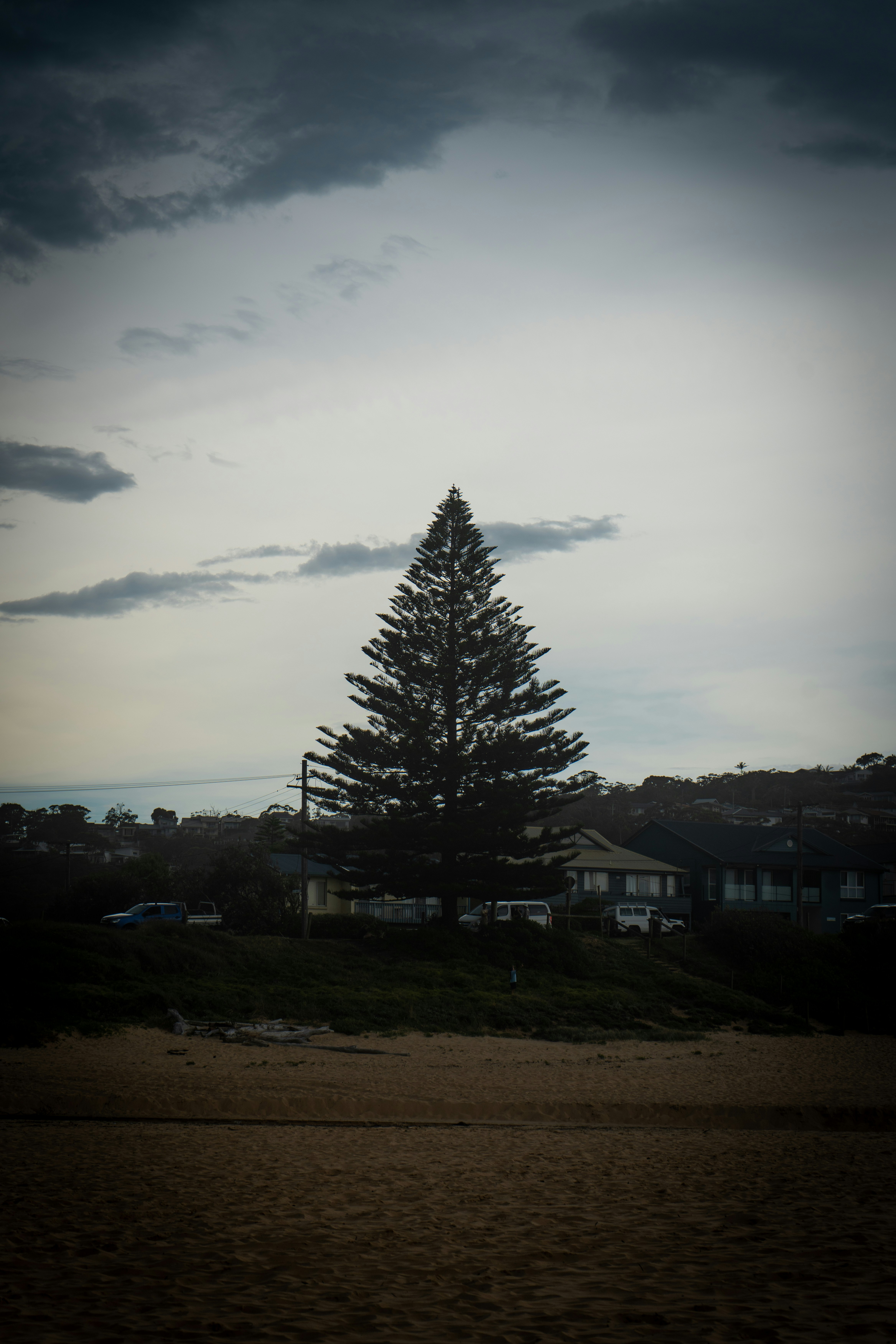 Lone Pine at Dusk Over a Quiet Beach Suburb