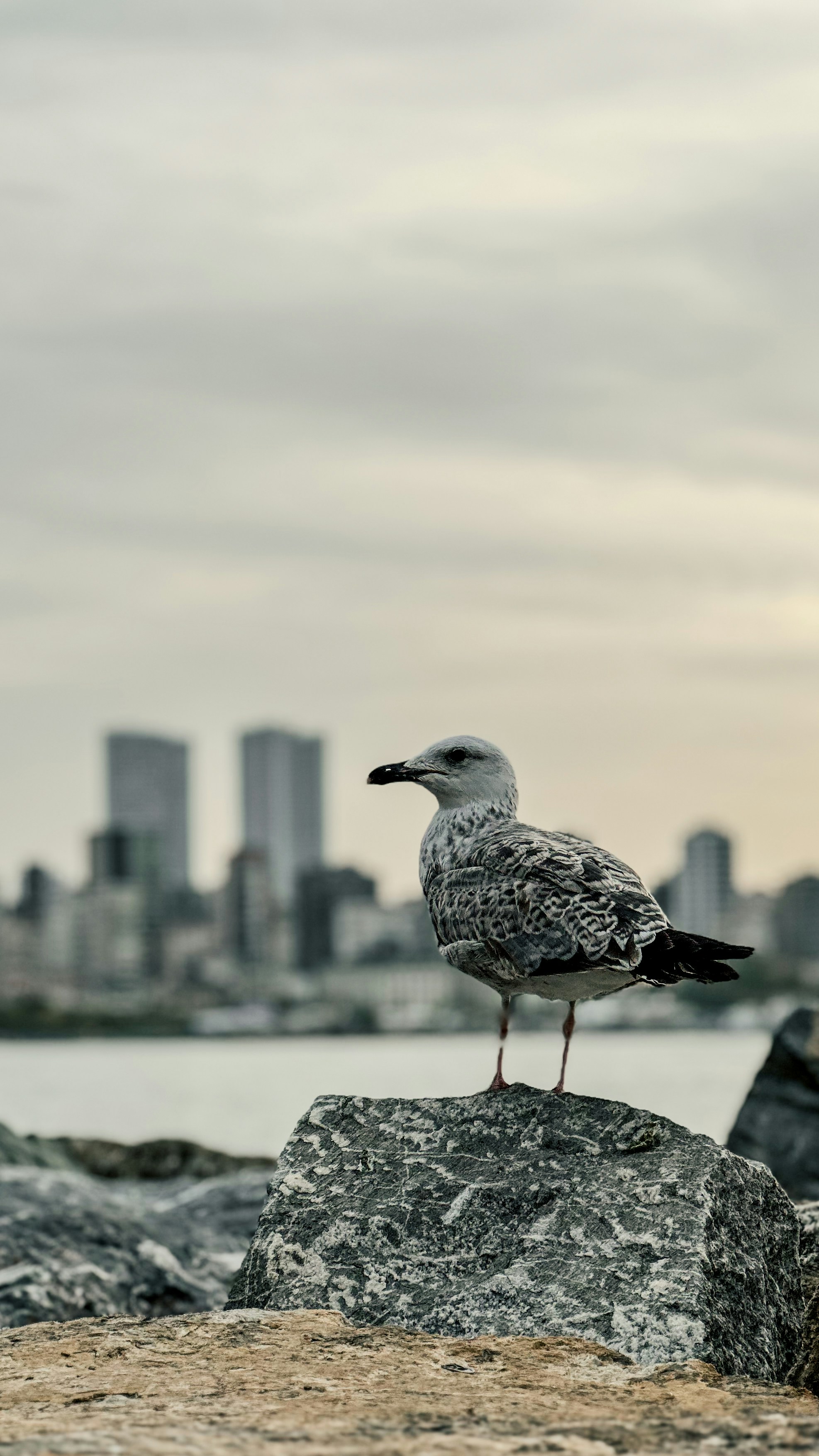 Seagull on Granite: Sentinel Over a Distant Harbor Skyline