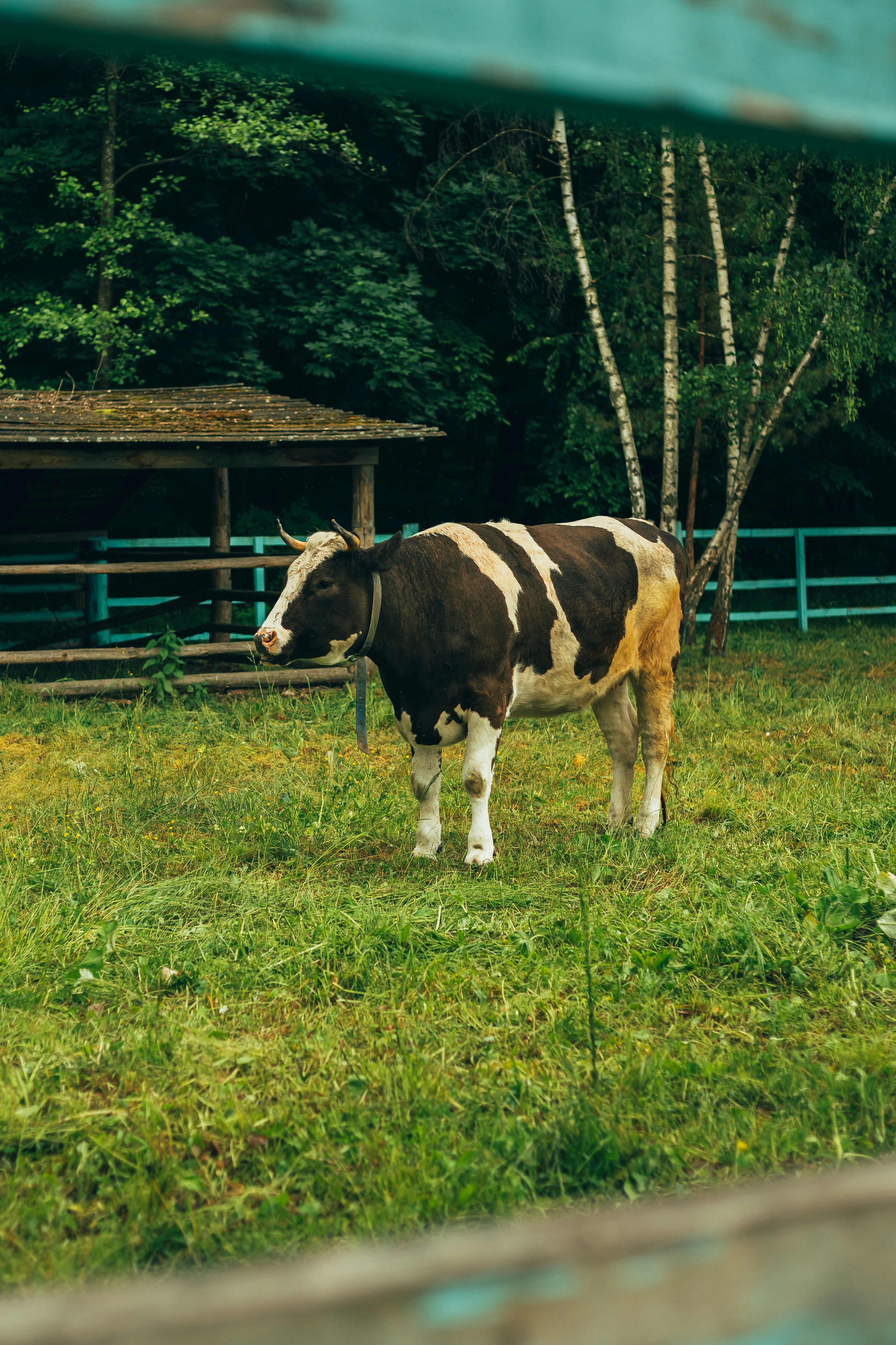 Holstein in Soft Afternoon Light by the Blue Fence