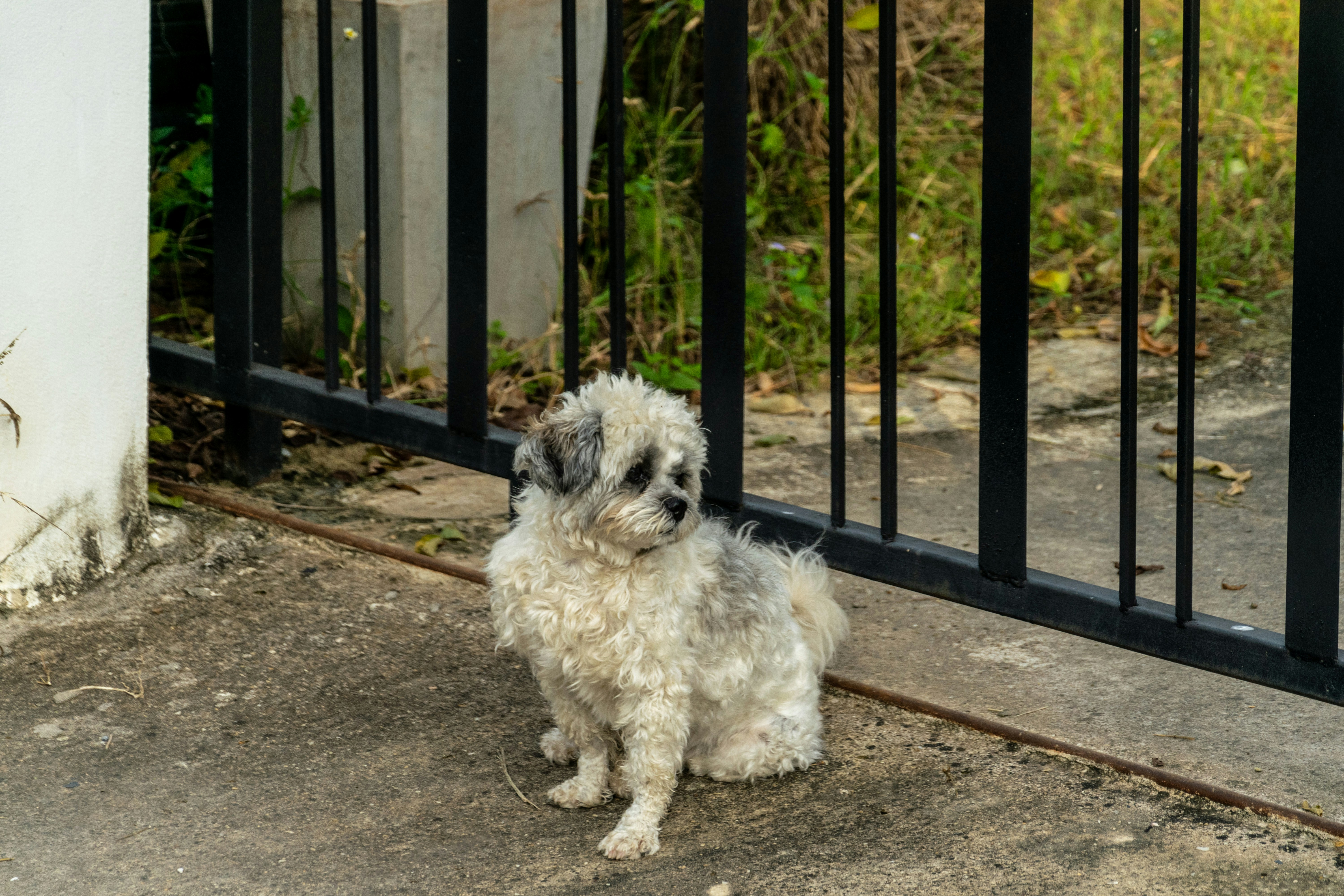 Fluffy Sentinel by the Iron Gate