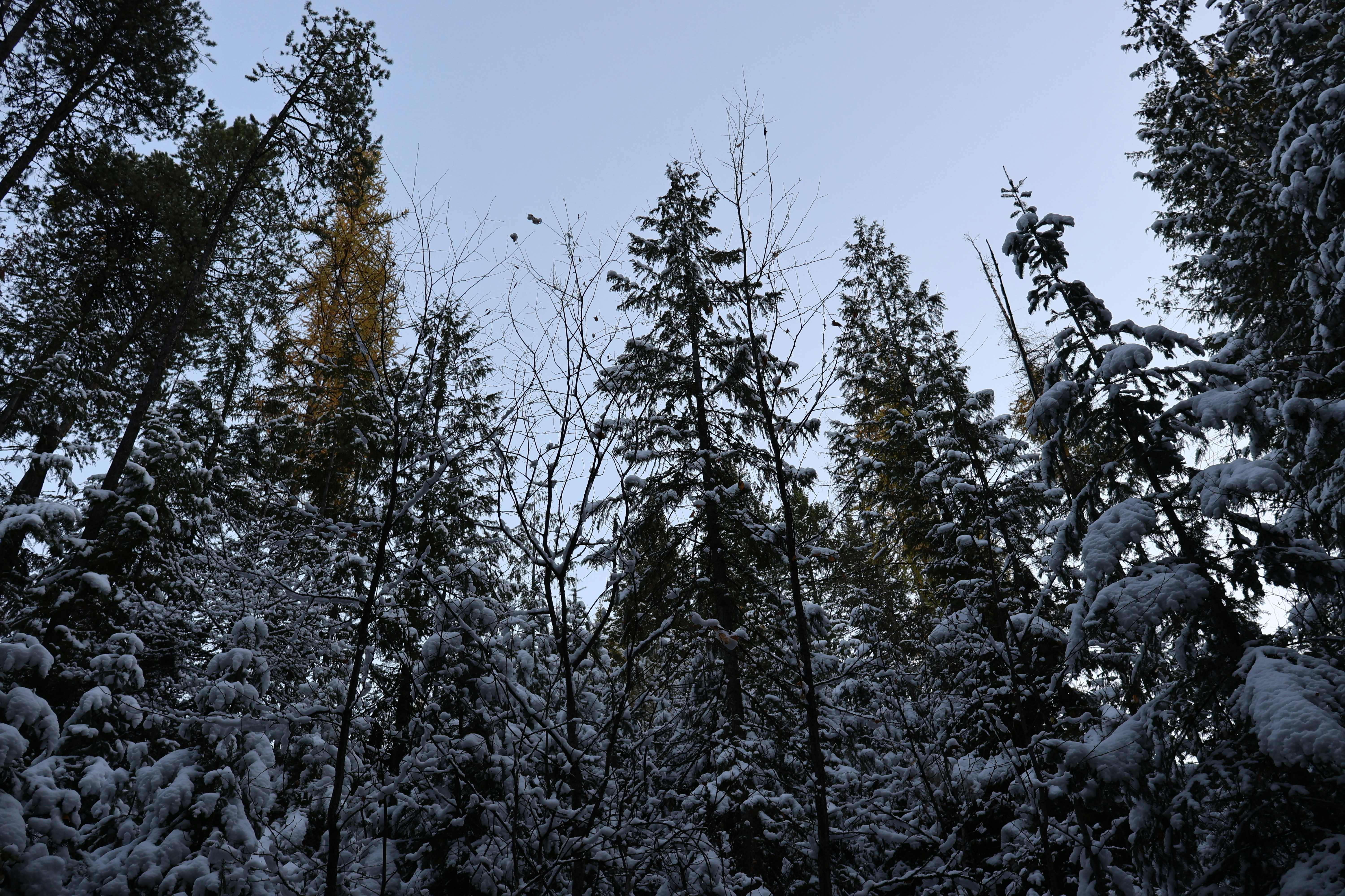 A forest filled with lots of snow covered trees photo – Free Snow Image ...