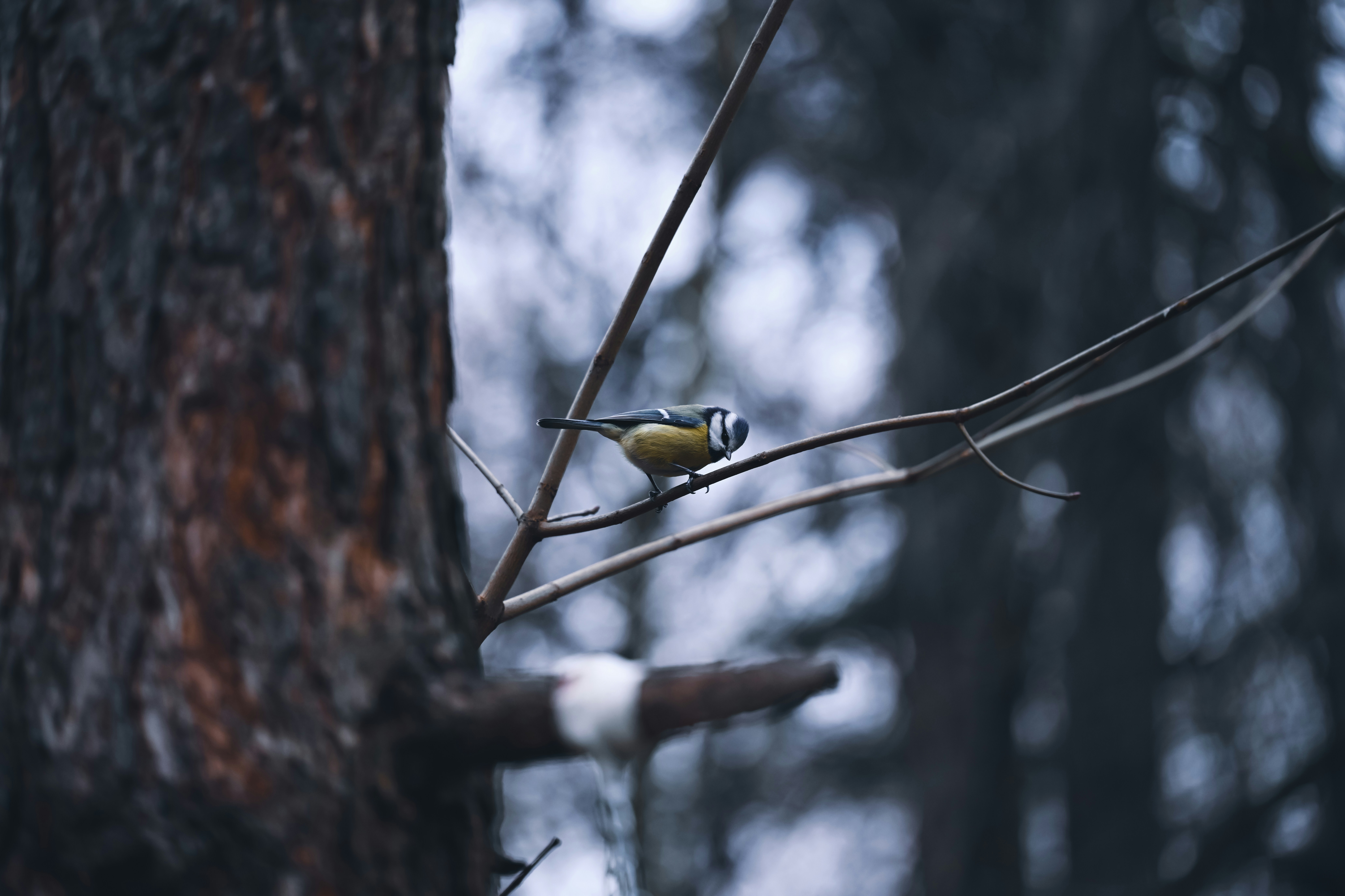 Photo by Andrey Strizhkov with Nikon Z8