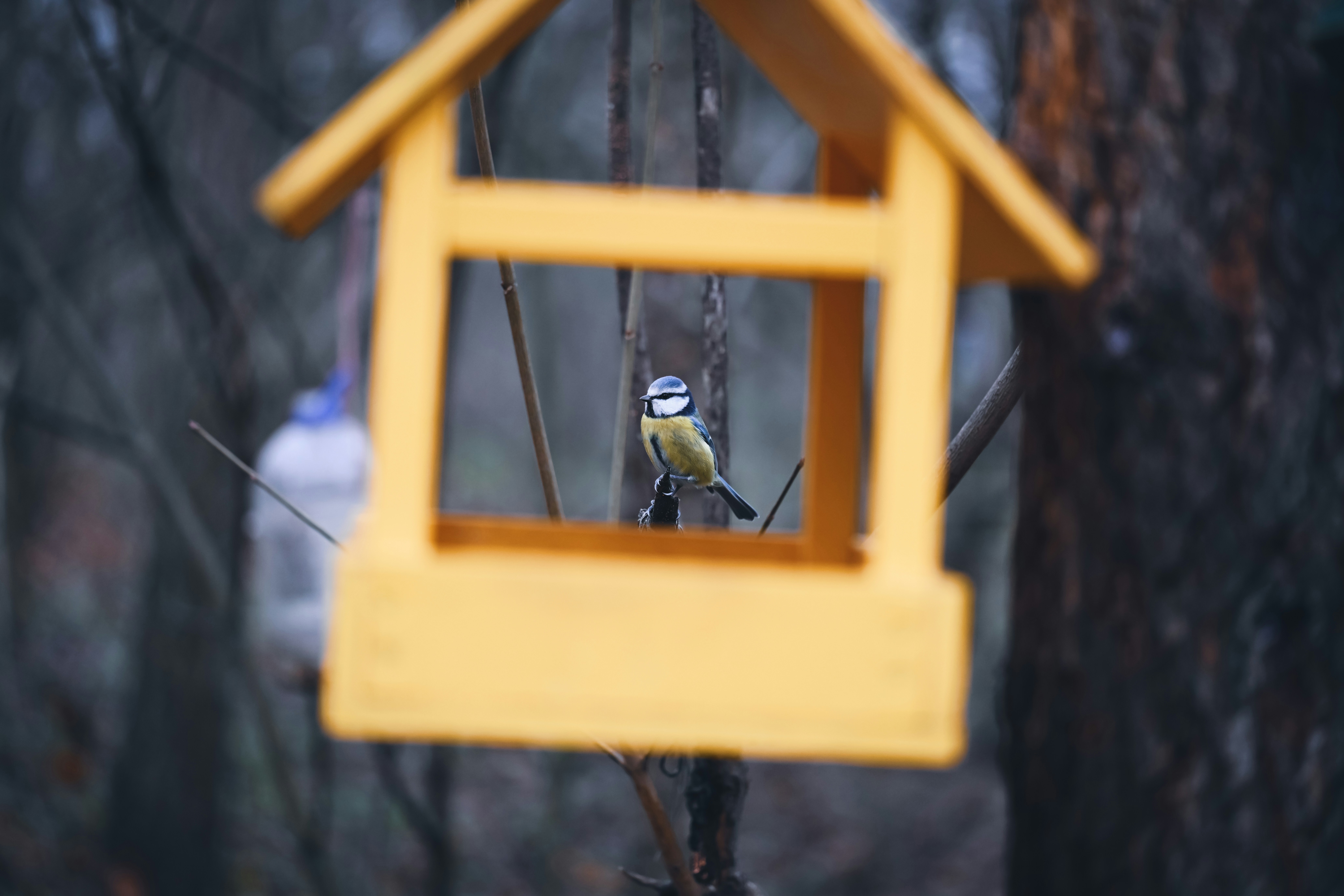 Yellow Bird Feeds in a Frame: A Birdhouse Focus