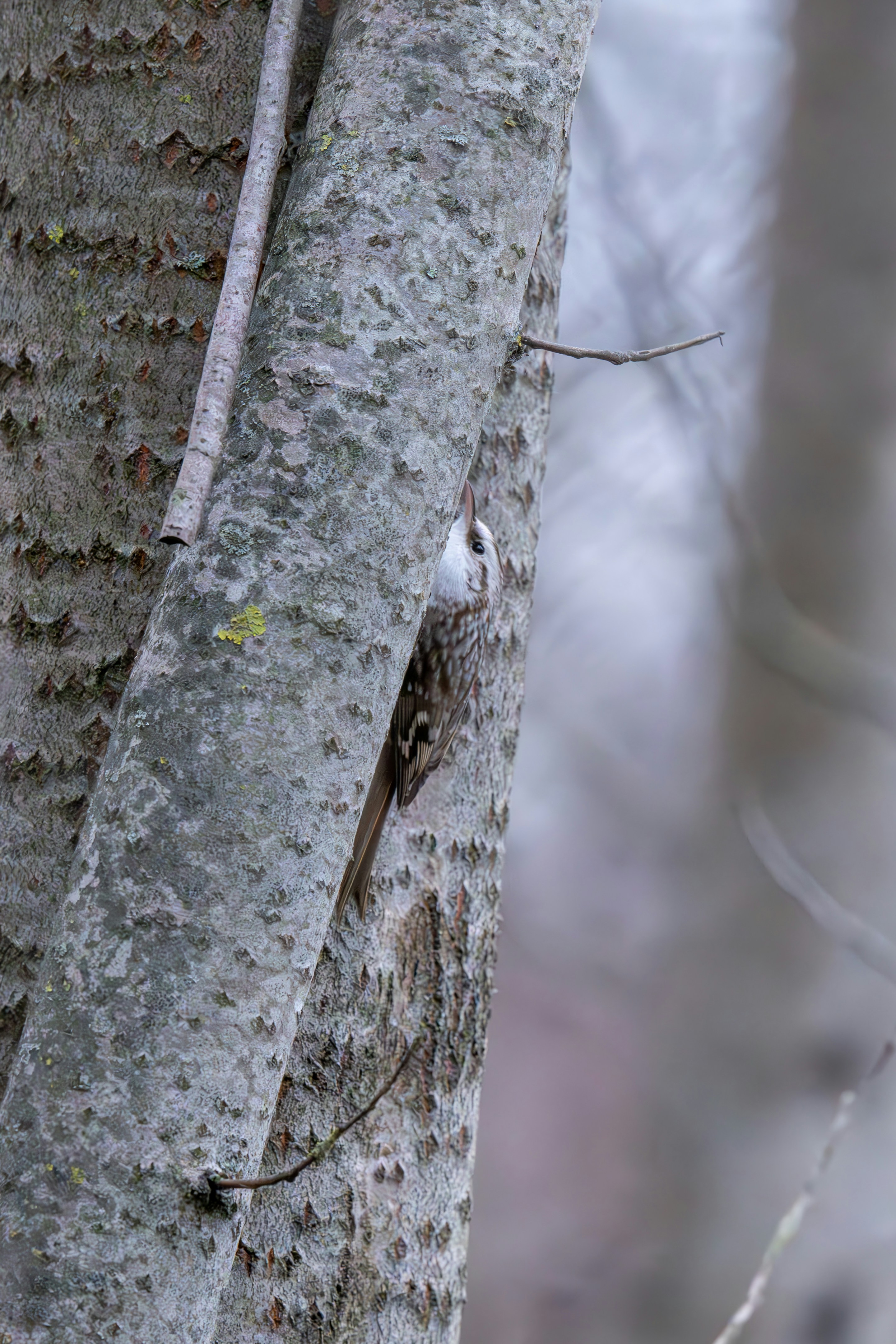 Winter Bark Cling: A Tiny Bird Gripping a Lichen-Covered Trunk