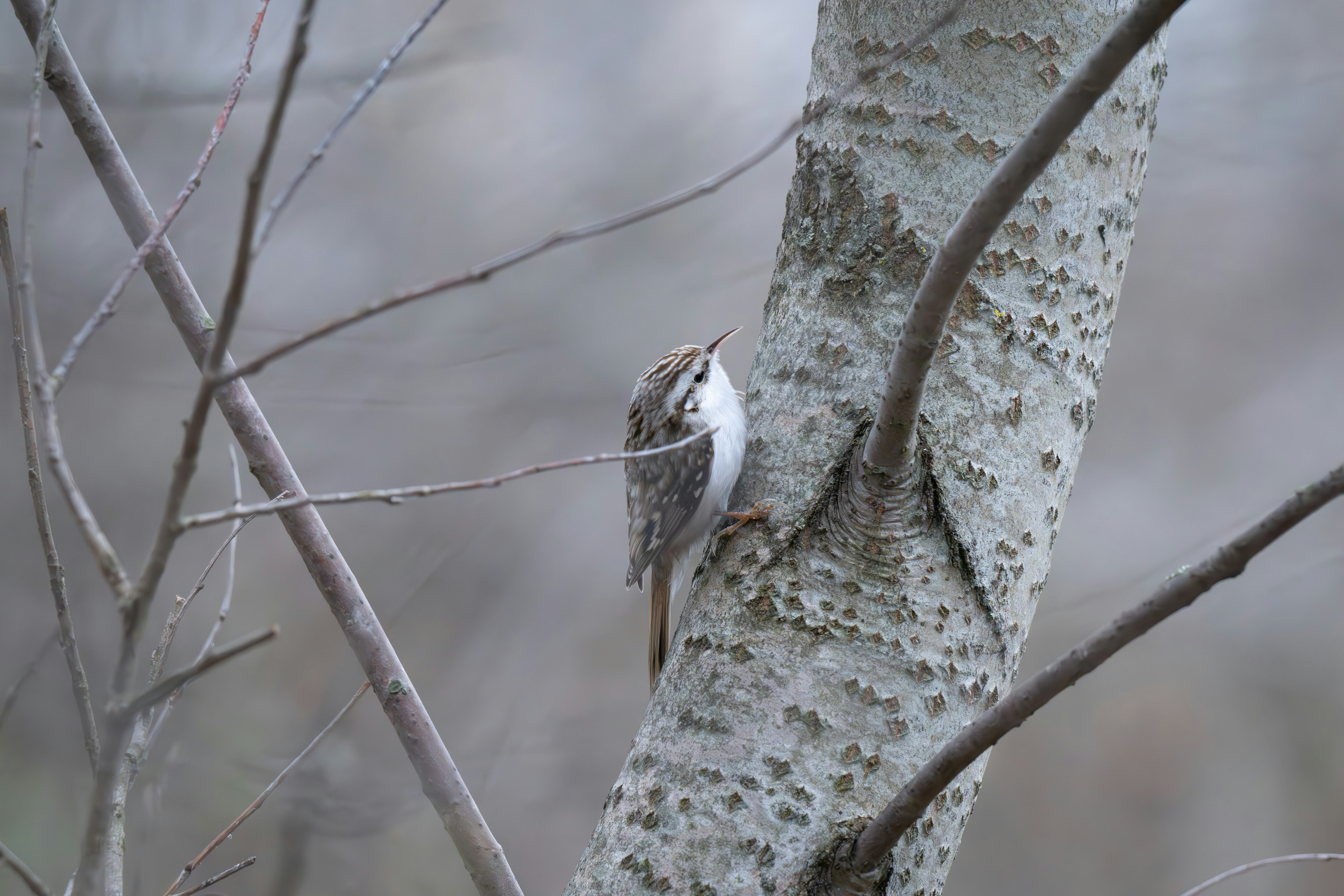 Un petit oiseau perché sur le flanc d’un arbre photo – Photo Animal ...