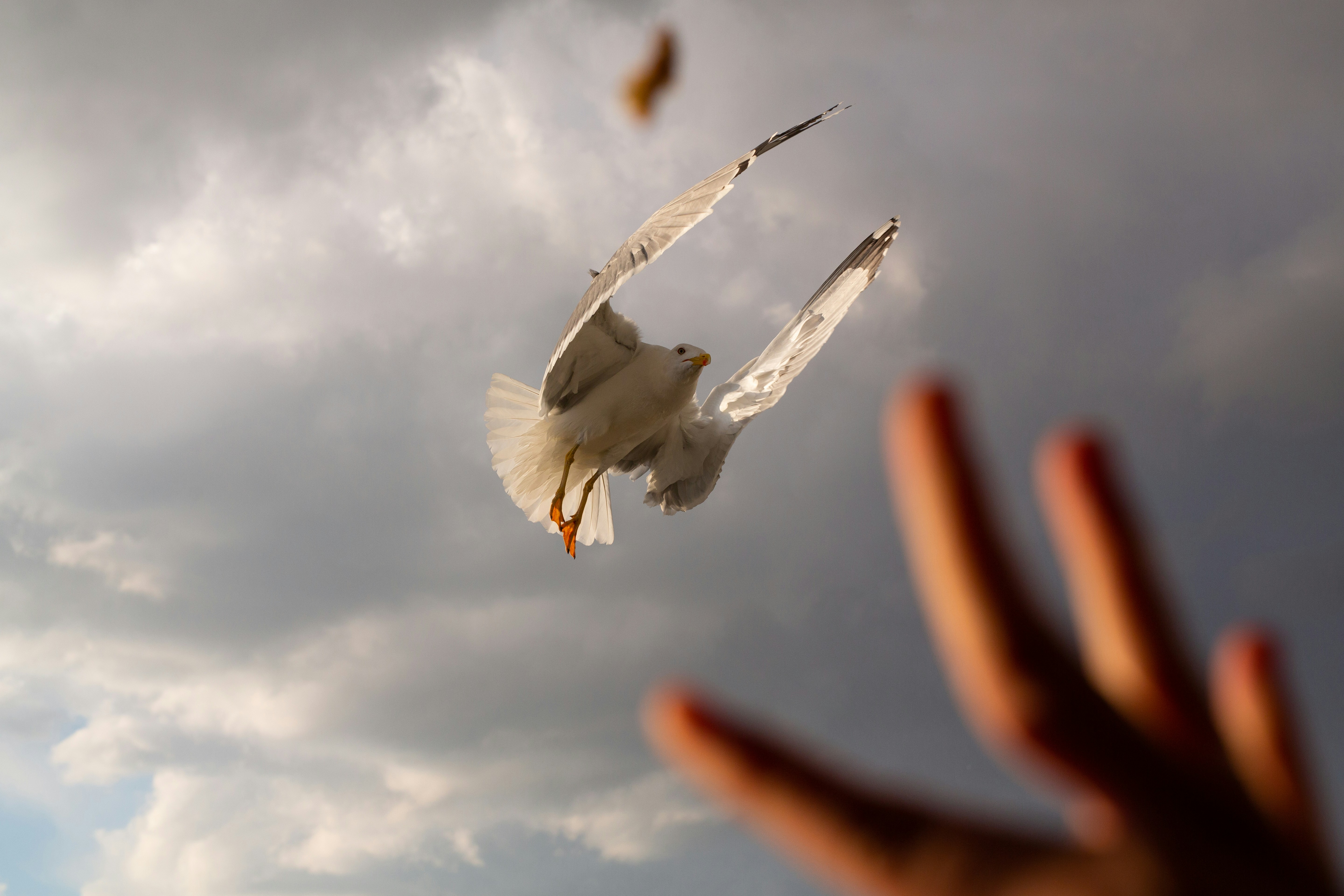 Dove in Descent with Outstretched Hand in Foreground