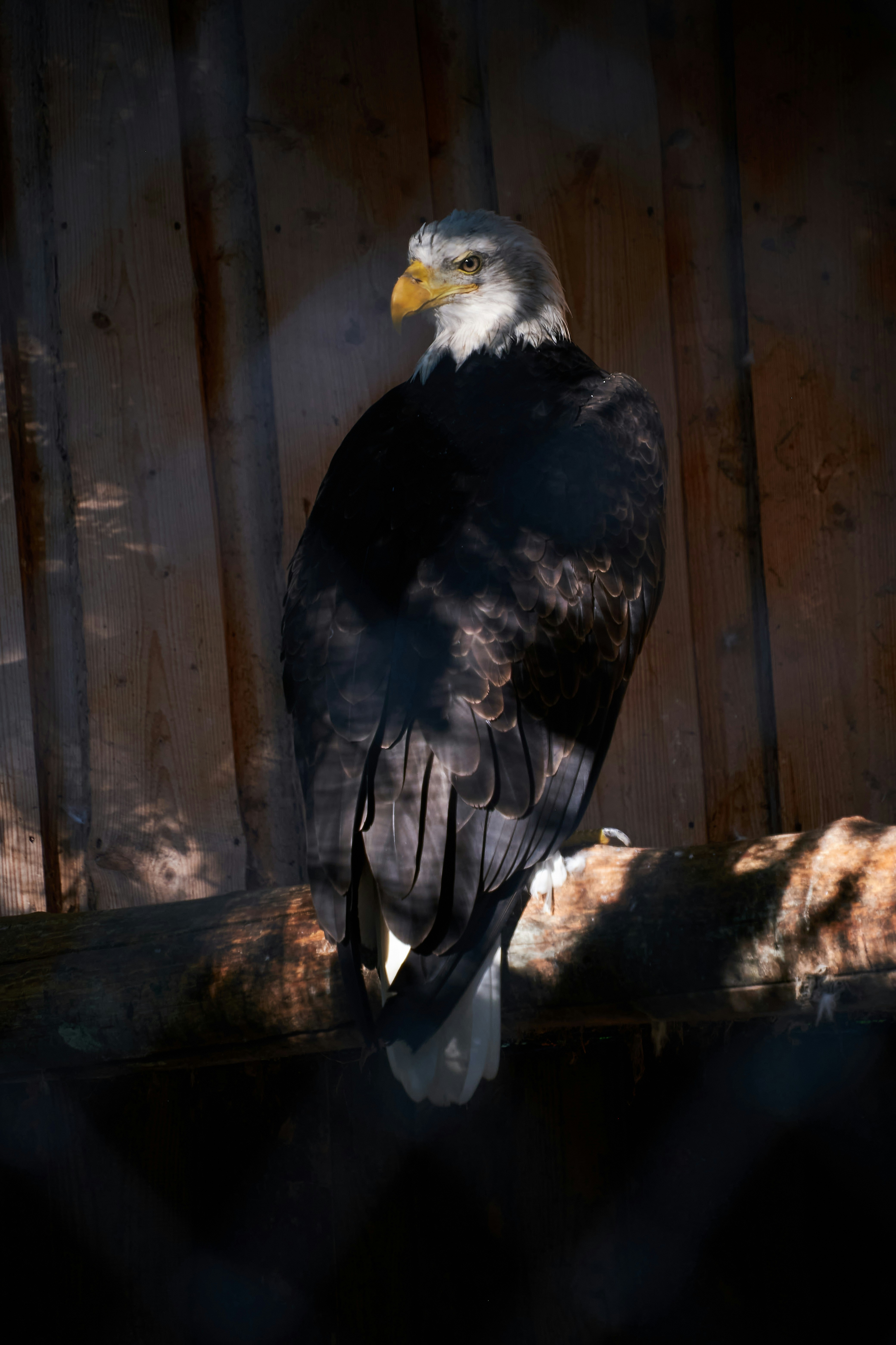 Quiet Sentinel: Bald Eagle Perched on Weathered Timber