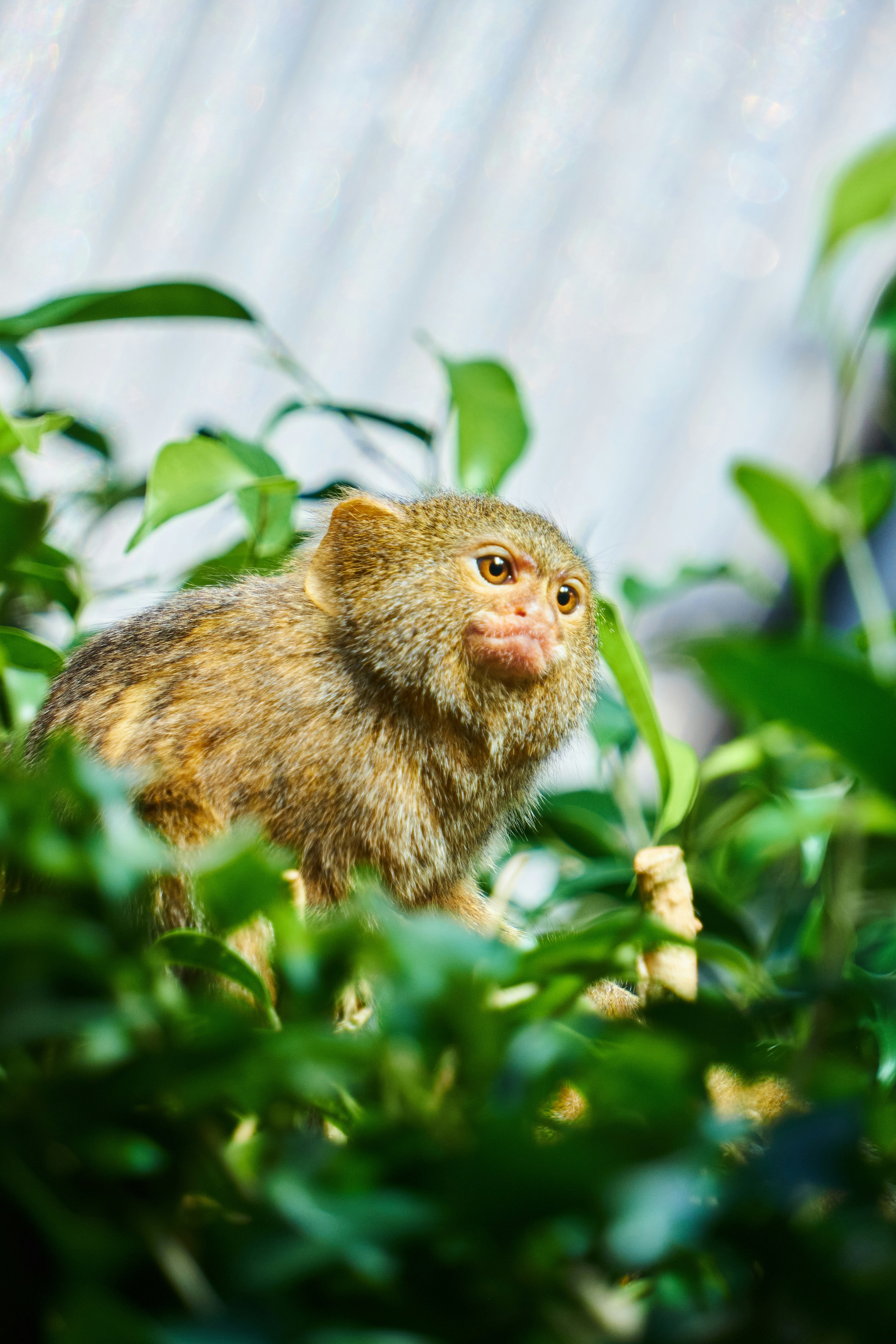 Curious Little Monkey Nestled Among Garden Foliage