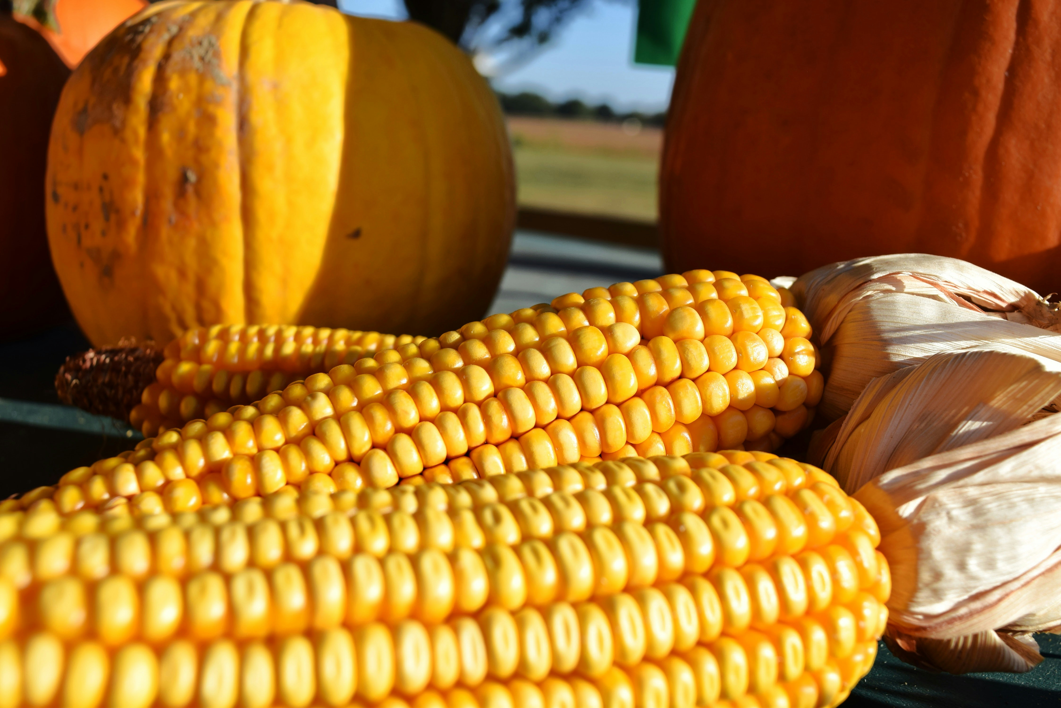 Corn on the cob and pumpkins on a table photo – Free Columbus Image on ...