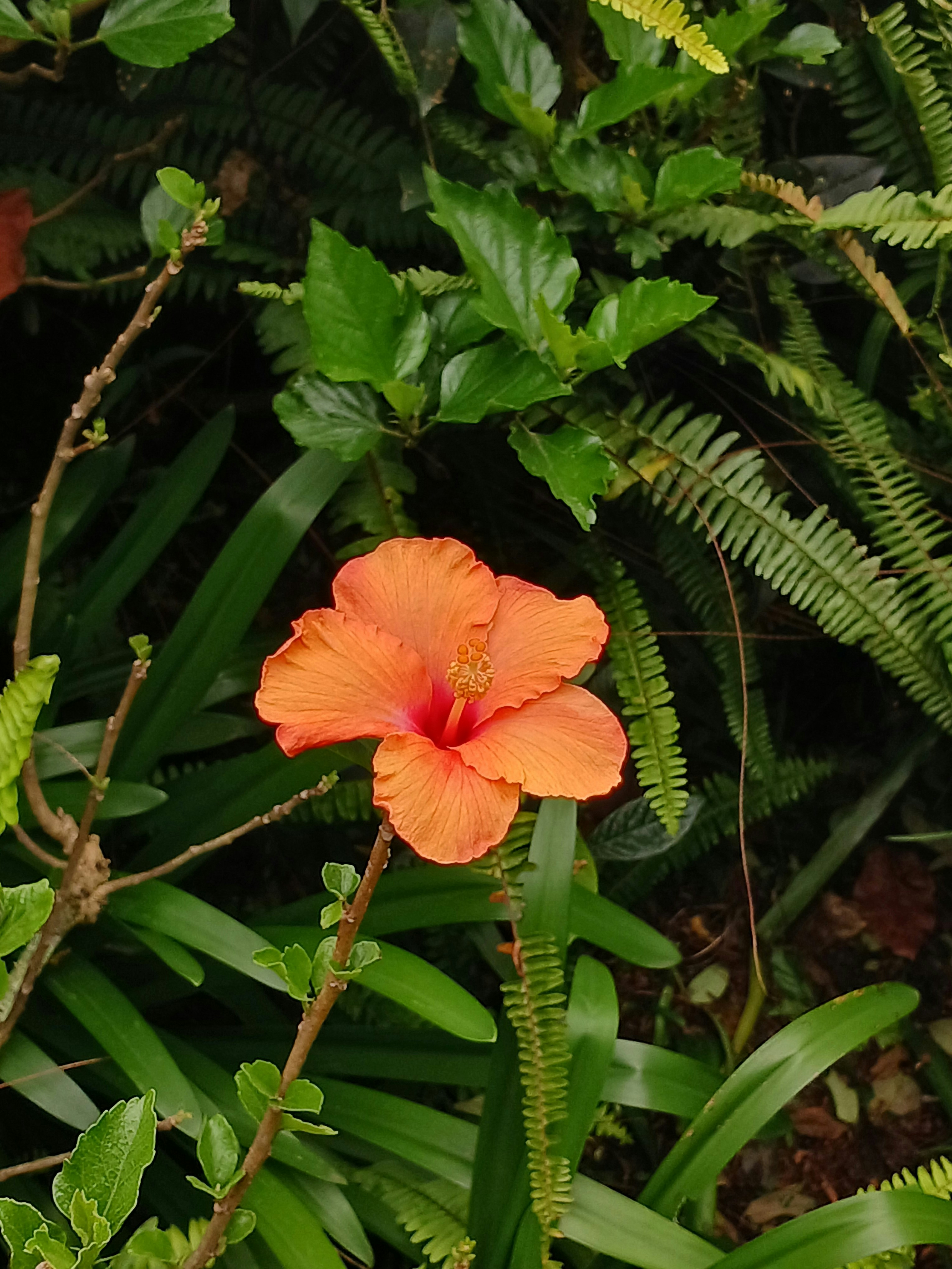 Sample photo from Samsung Galaxy A24